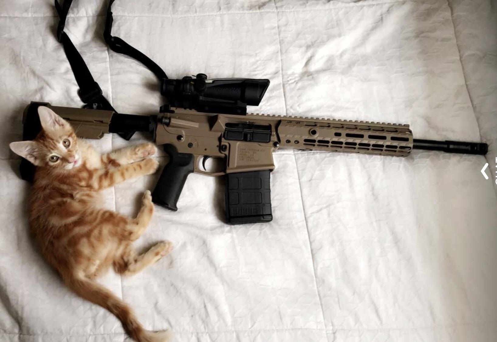Cat and a gat | Scrolller