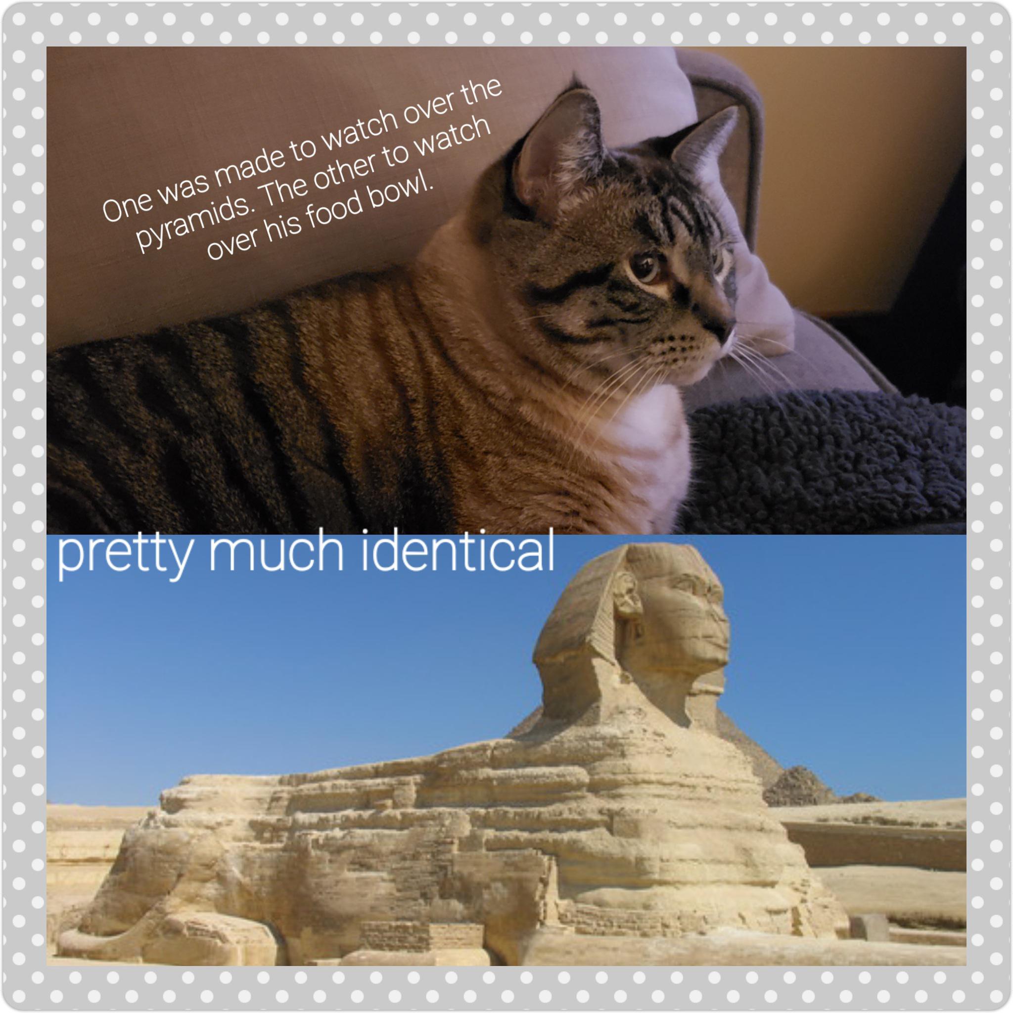 Cat and Sphinx. | Scrolller