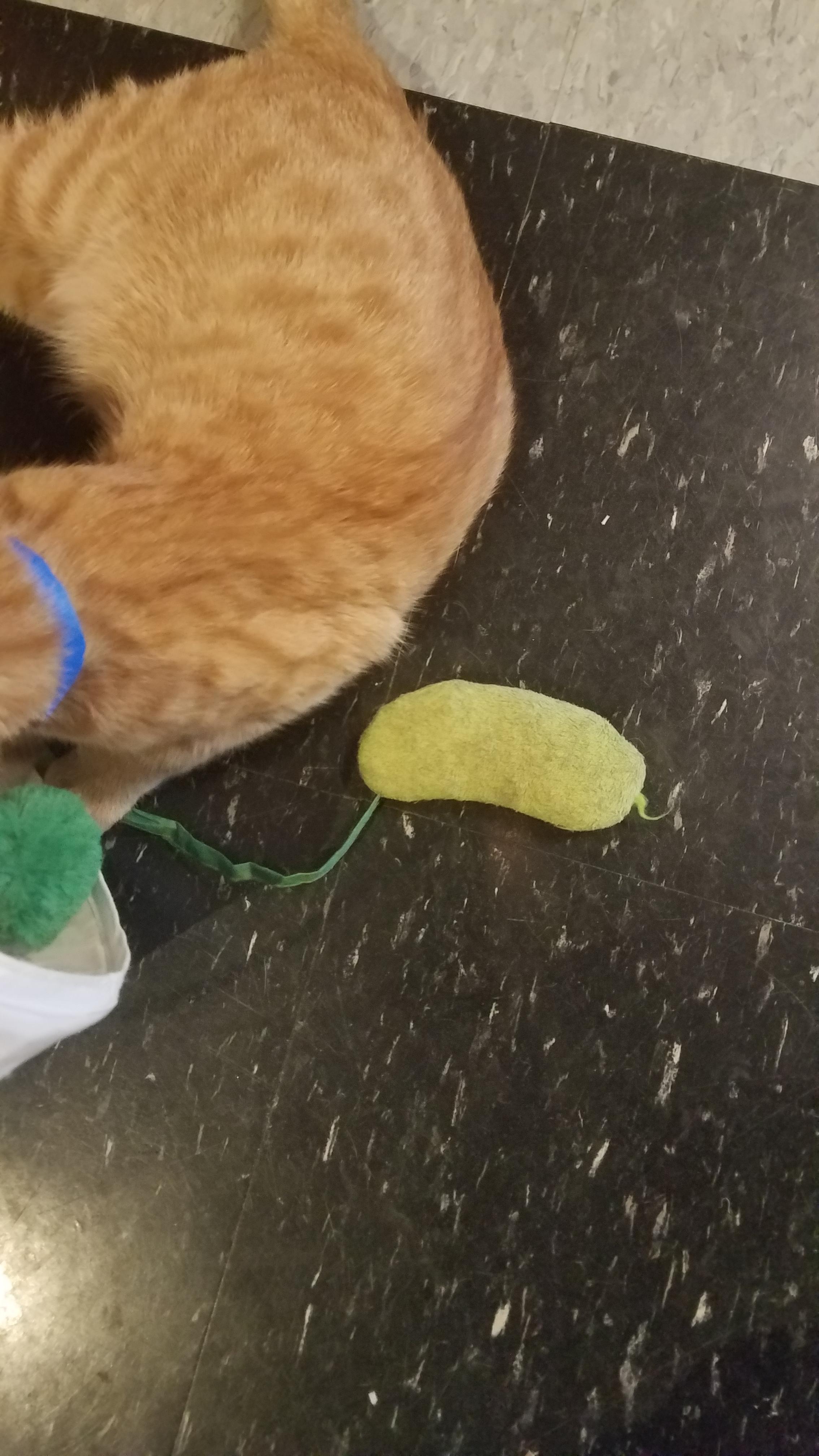 Cat bean | Scrolller