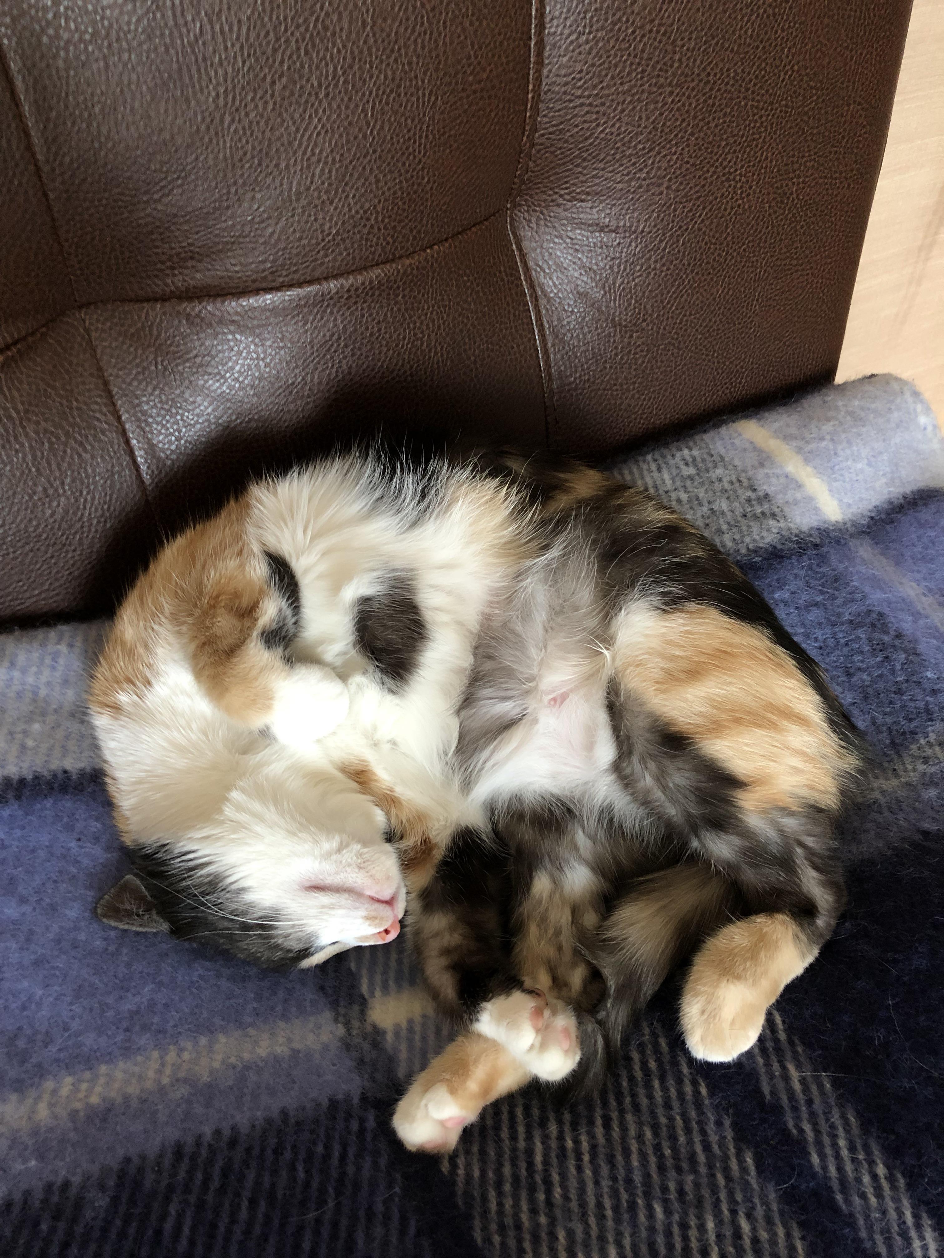 Cat belly | Scrolller