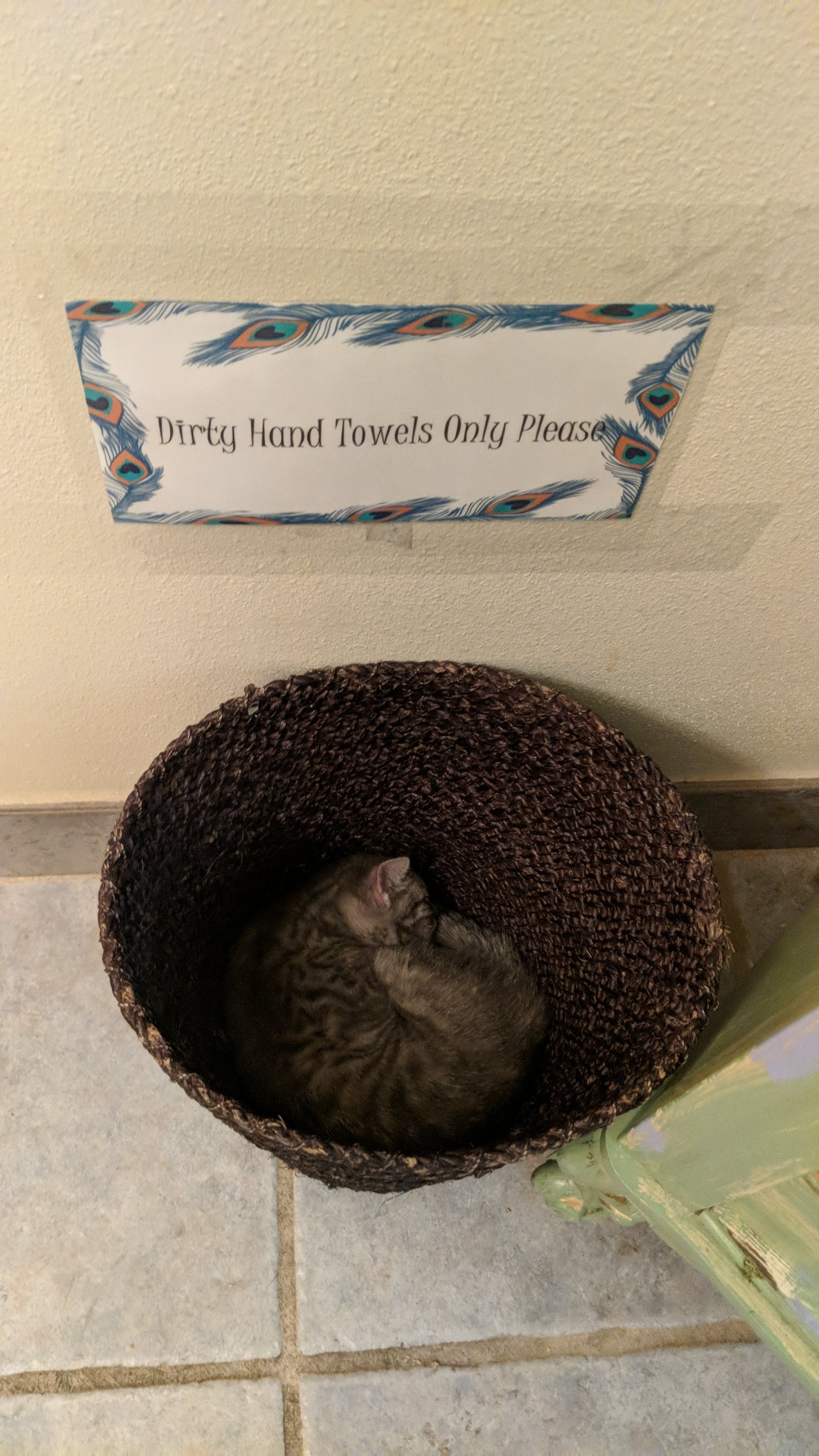 Cat cafes are the best | Scrolller