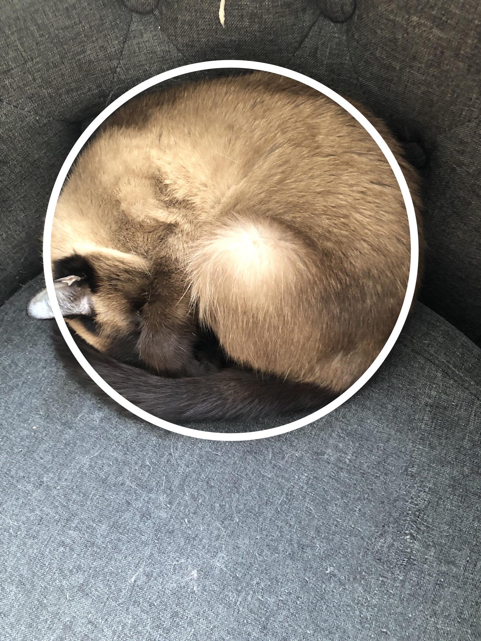 Cat Circle | Scrolller