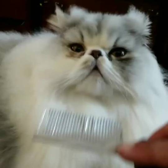 Cat enjoys a gentle brushy | Scrolller