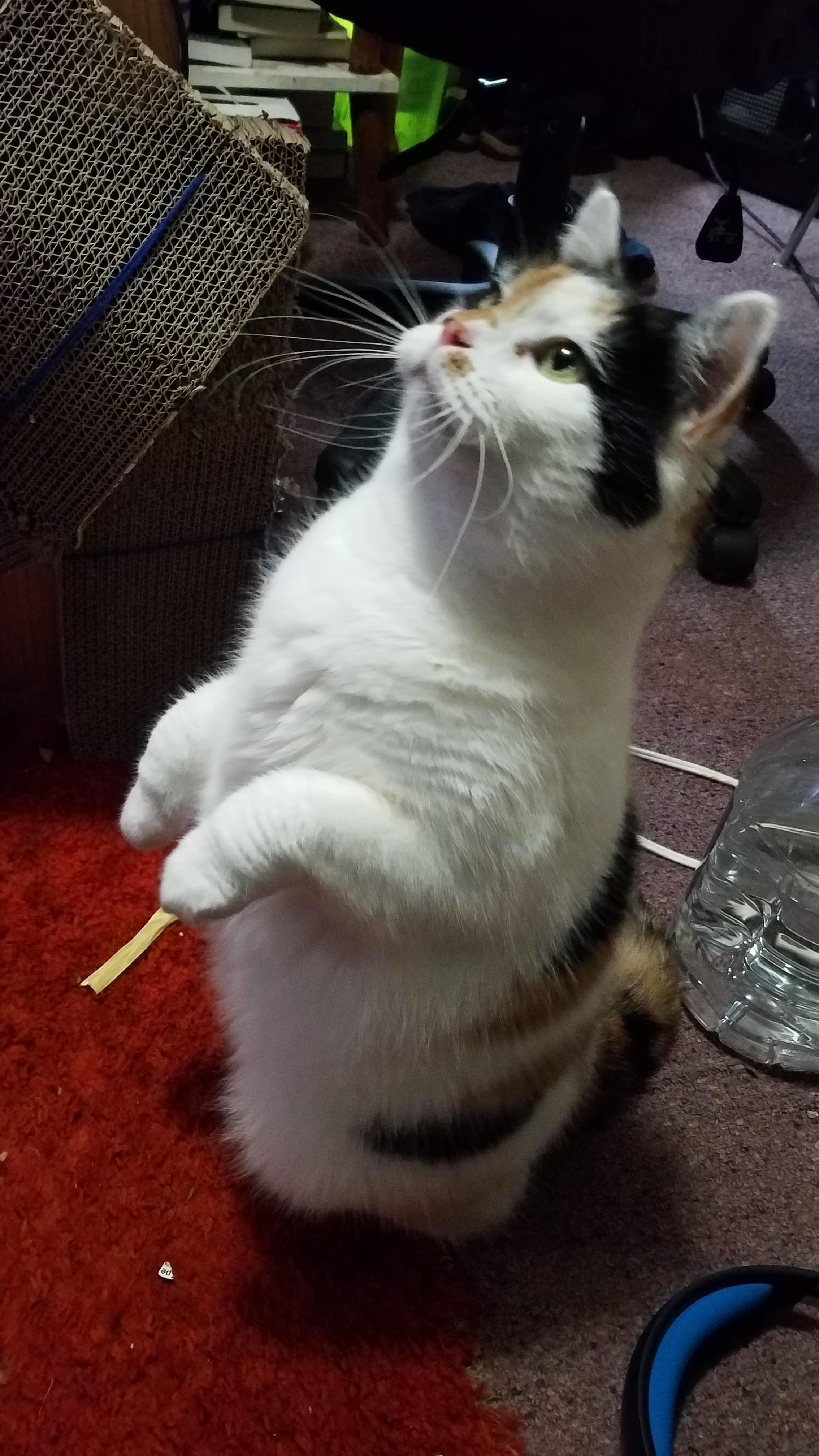 Cat. | Scrolller