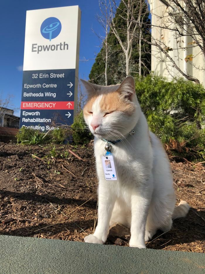 Cat Hangs Around A Hospital For A Year, Ends Up Getting Hired As A Security Cat | Scrolller