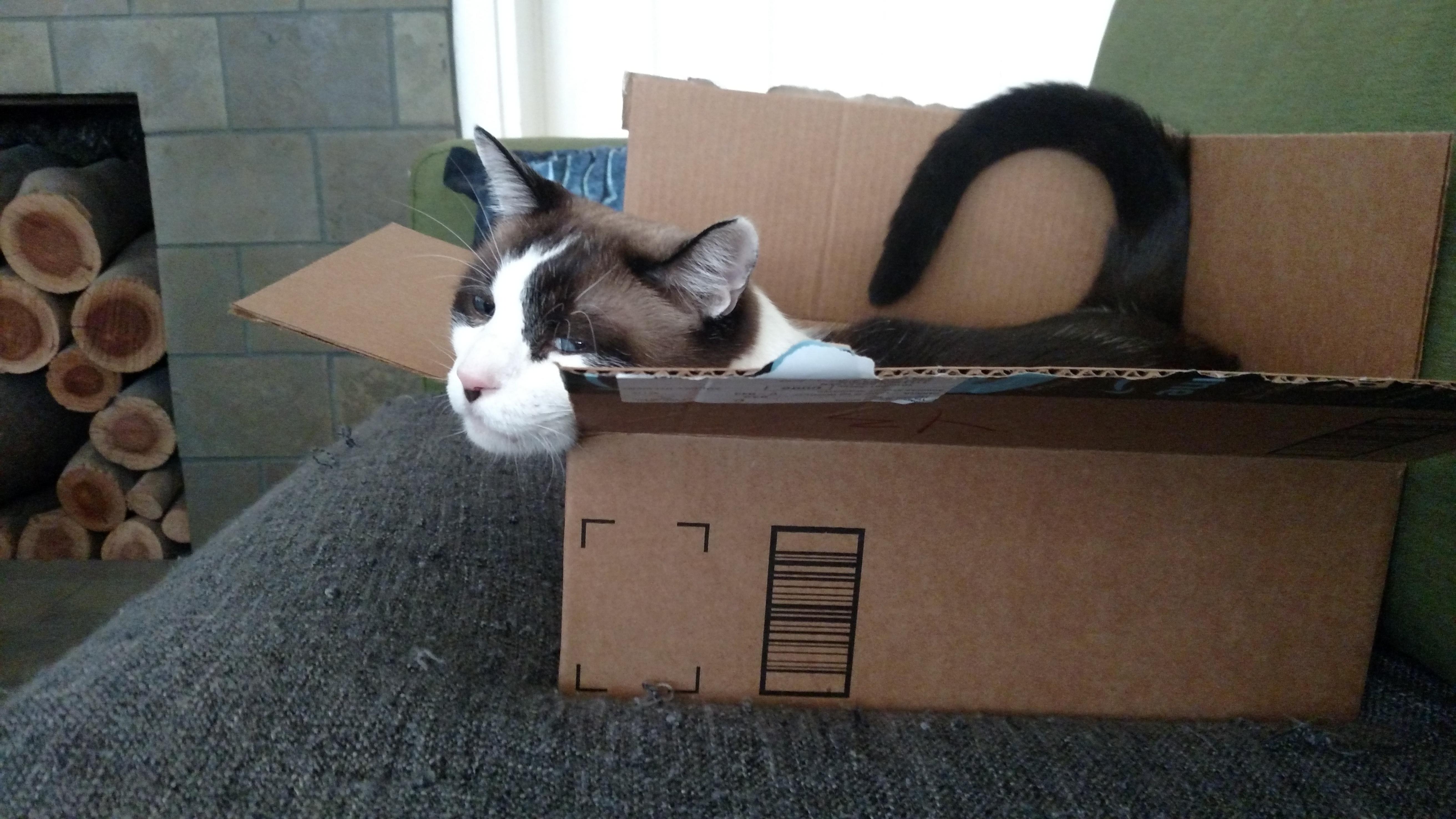Cat has become one with box | Scrolller