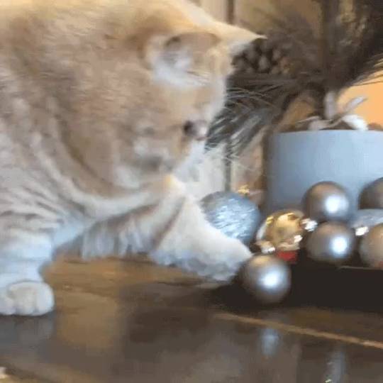 Cat helps decorate the tree [via /r/cattaps] | Scrolller