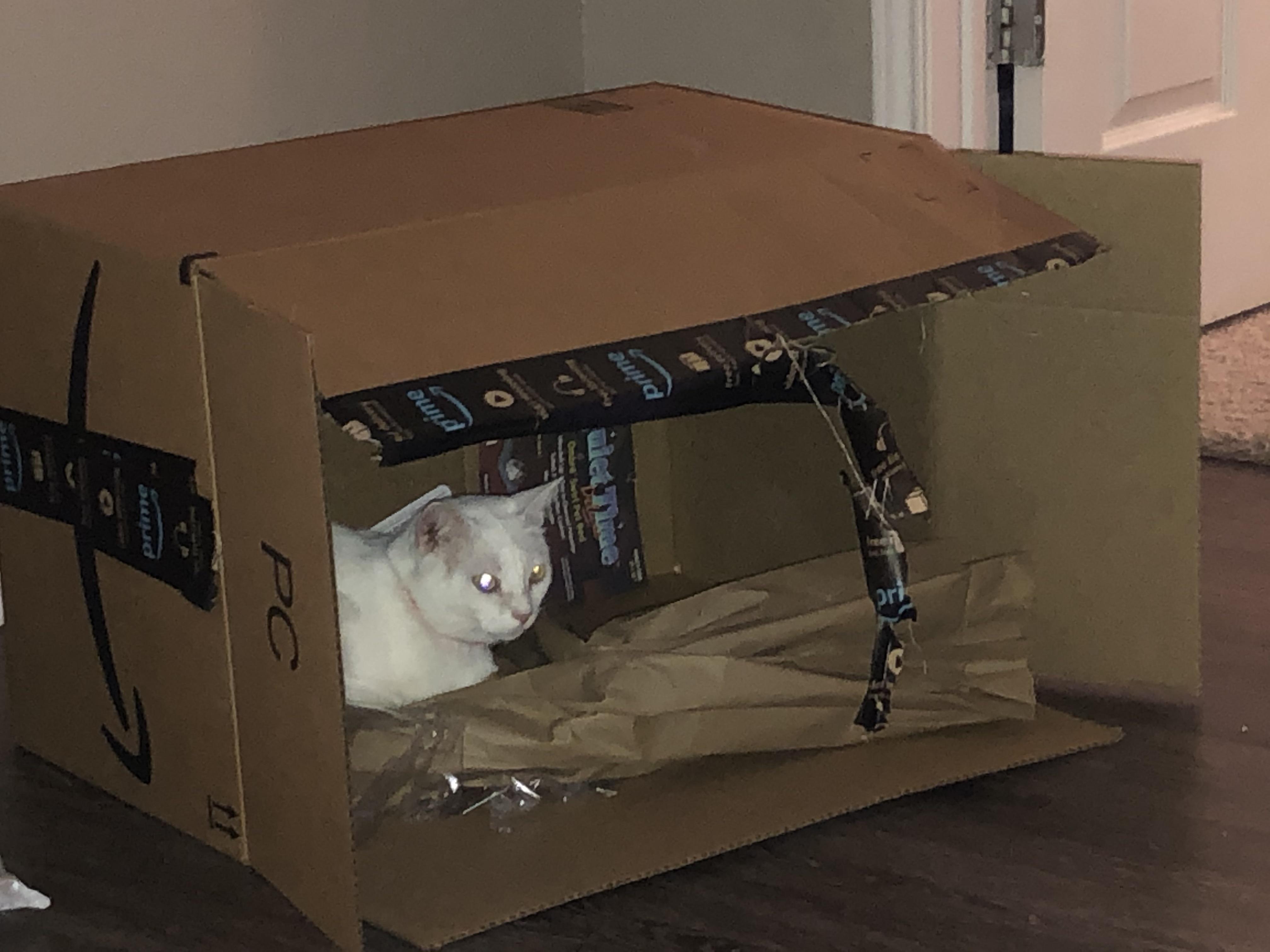 Cat in a box | Scrolller