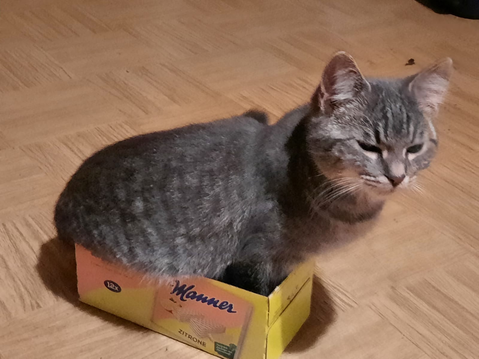 Cat in a small Box | Scrolller