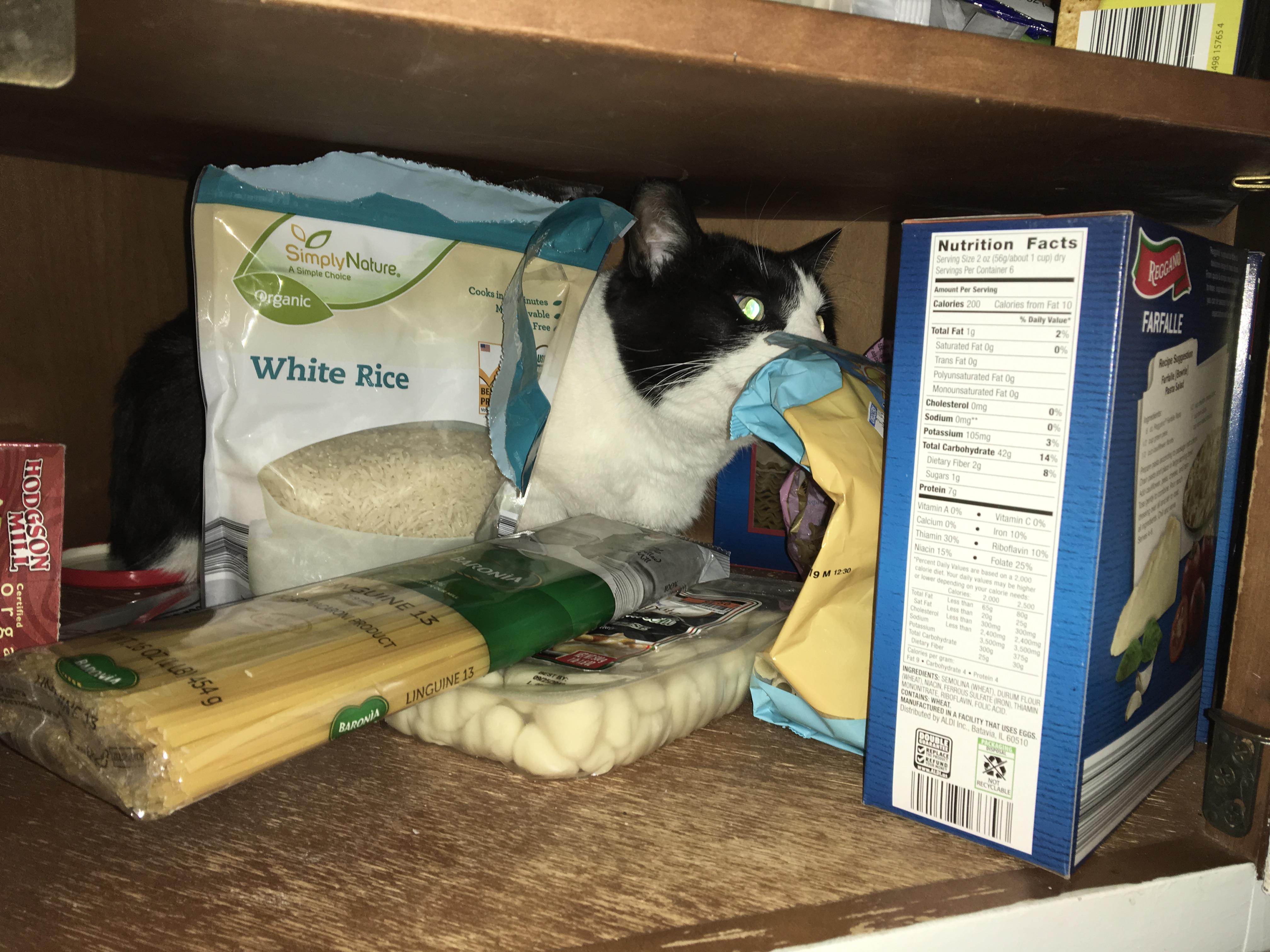 Cat in the cupboard. | Scrolller