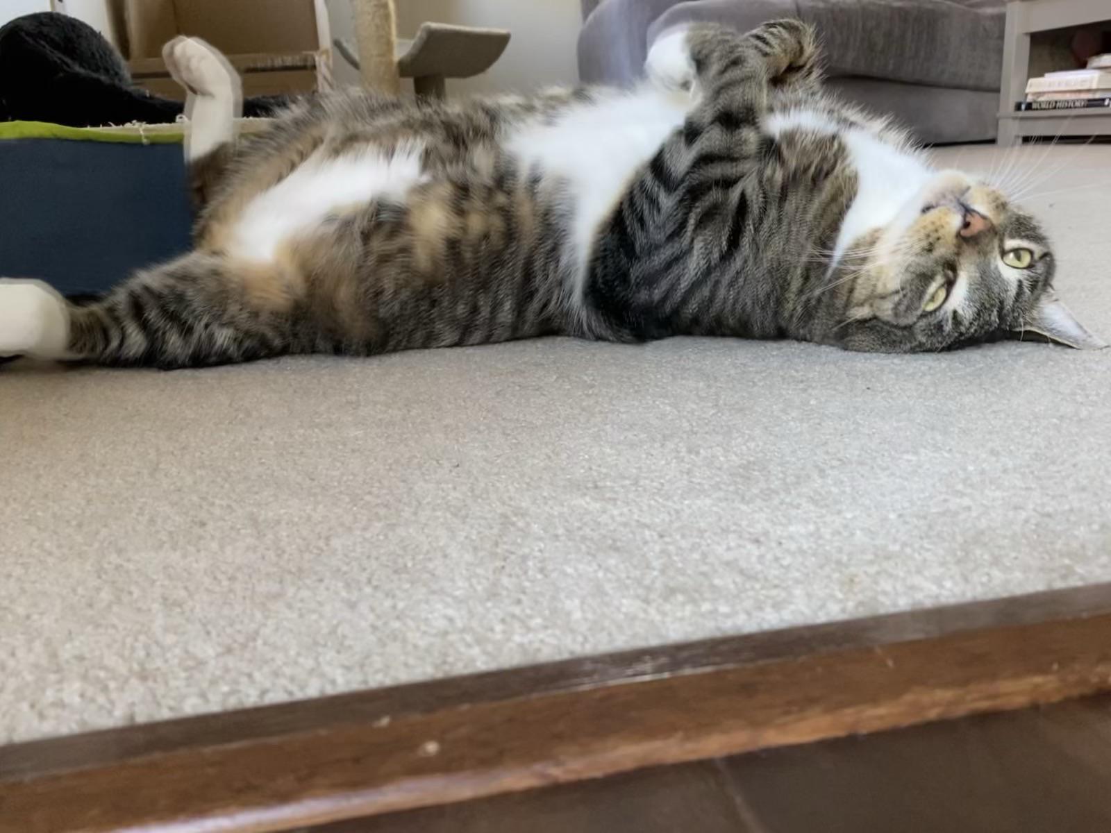 Cat inversion. | Scrolller