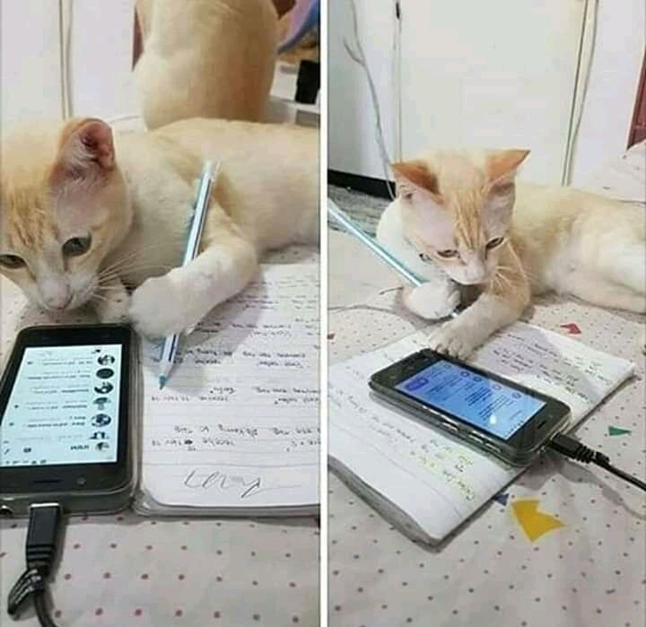 Cat is studying hard online | Scrolller