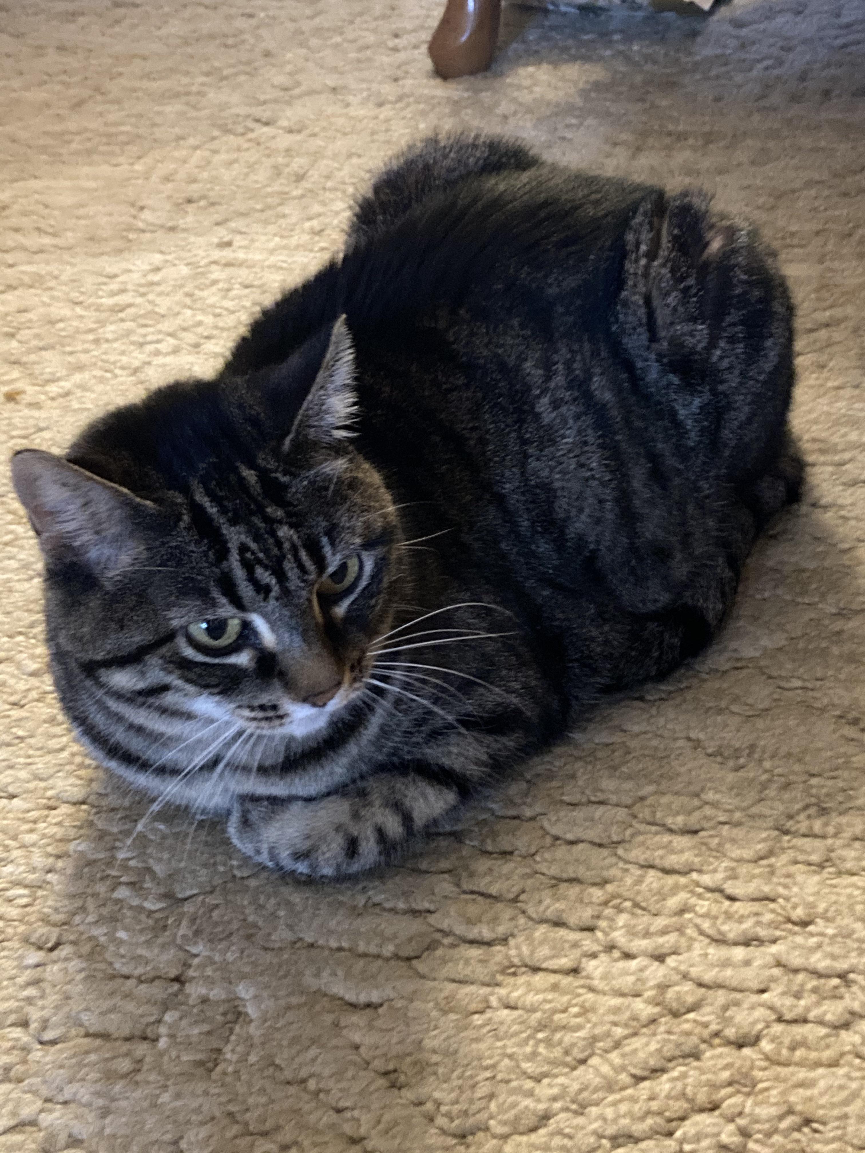 Cat loaf | Scrolller