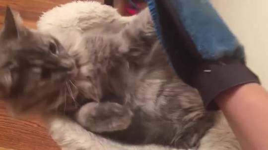 Cat Loves Being Brushed! | Scrolller