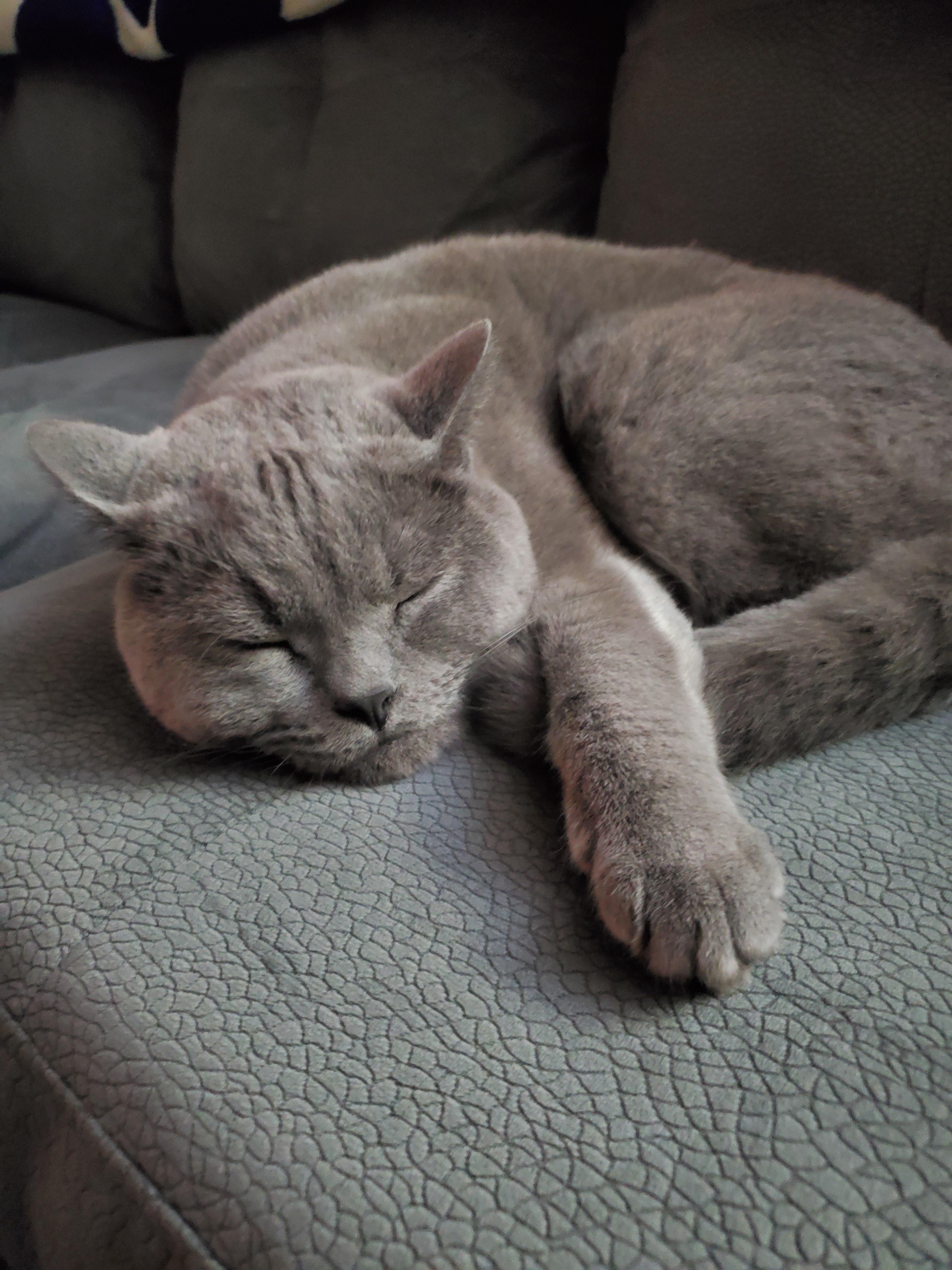 Cat Naps For Days | Scrolller