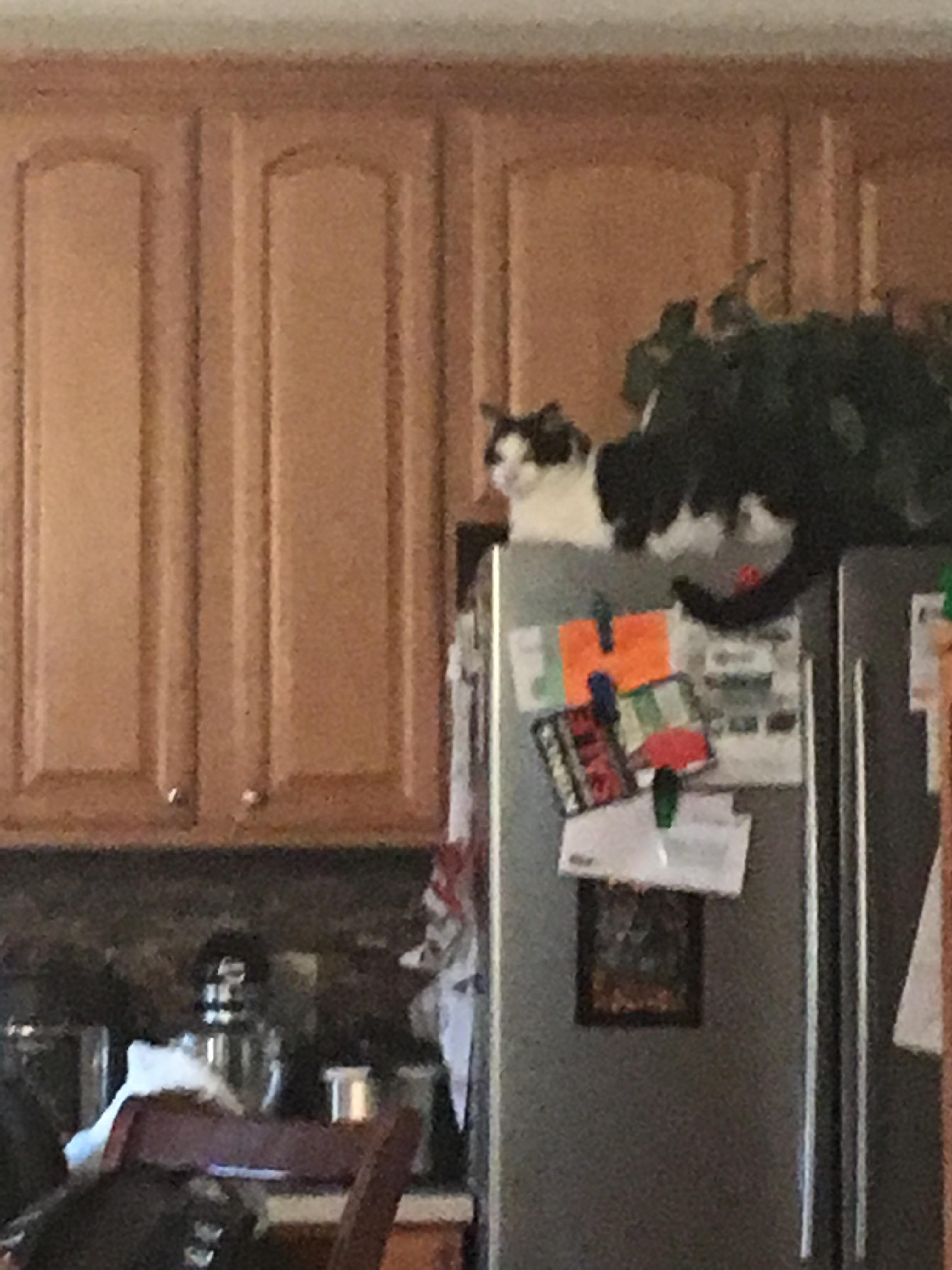 Cat on a fridge | Scrolller