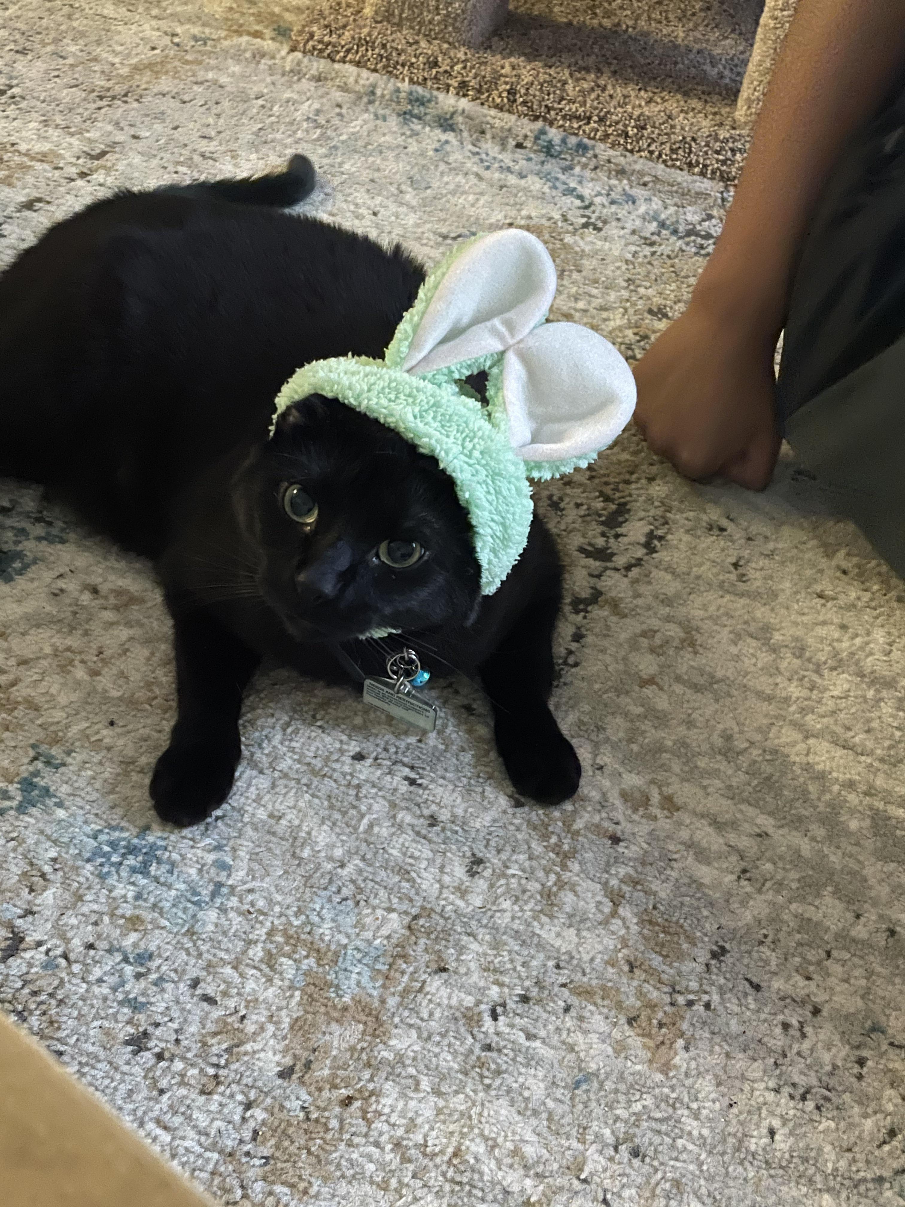 Cat or bunny? We may never know. | Scrolller
