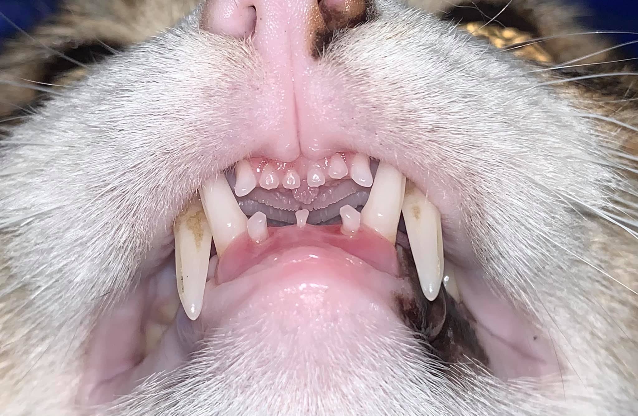 Cat Teeth | Scrolller