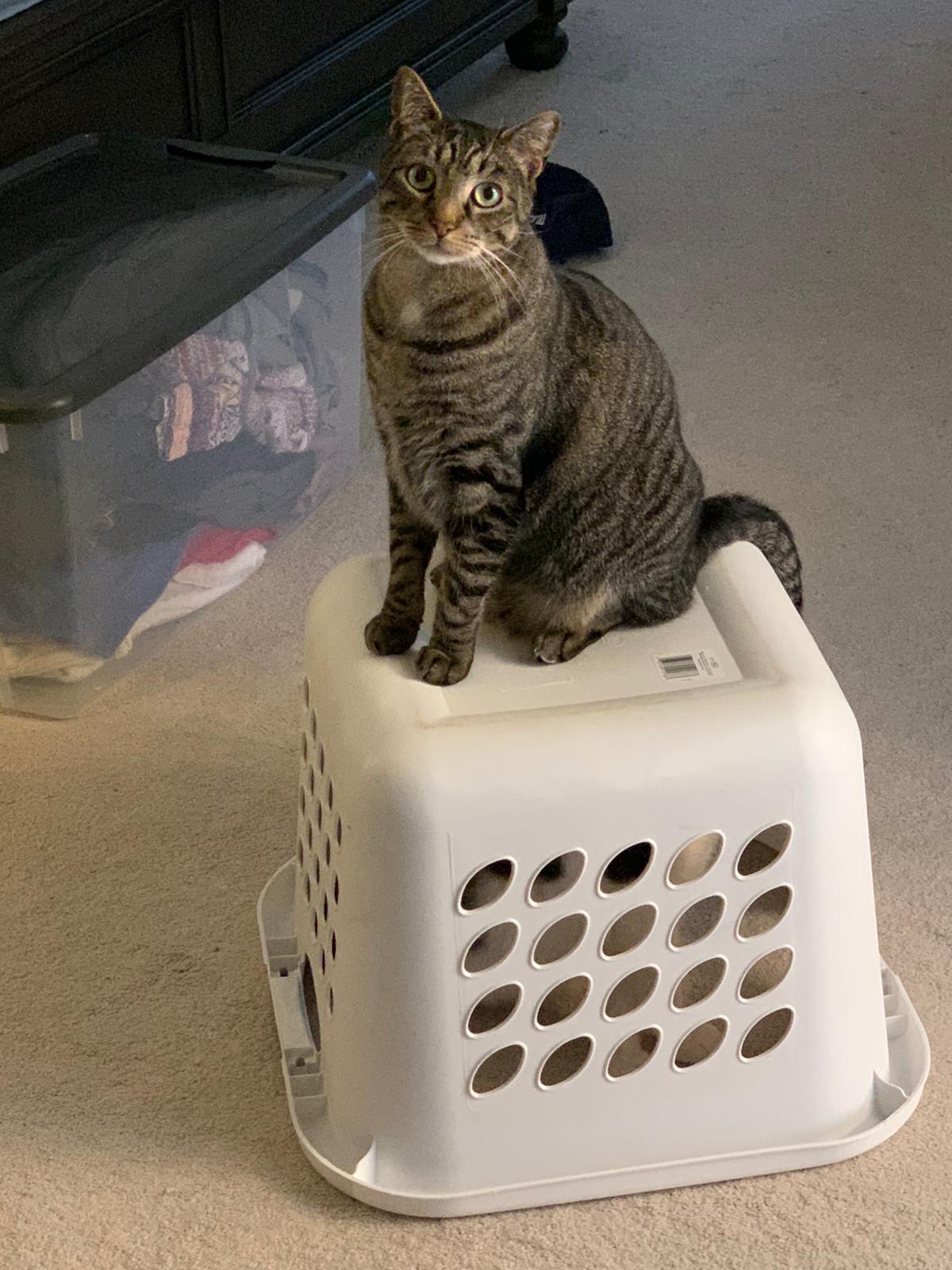 Cat trapped cat in cat trap | Scrolller