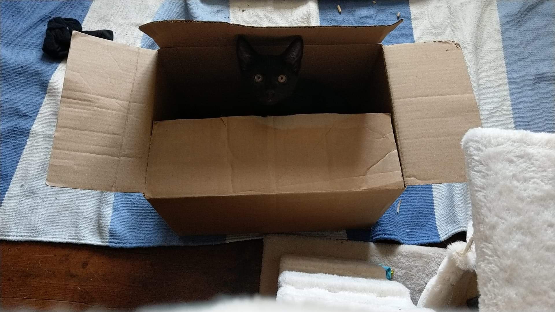 Cat trapped! | Scrolller