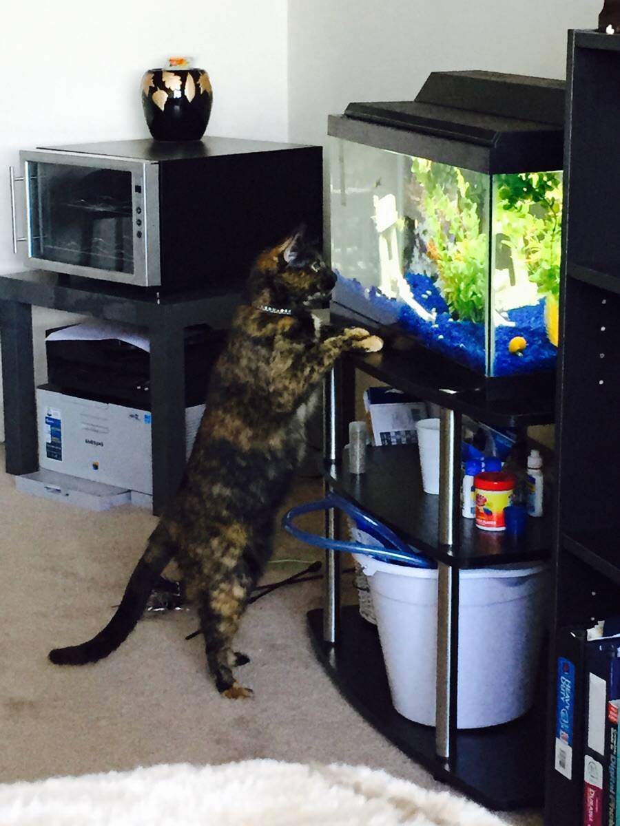 Cat vs. fishtank | Scrolller