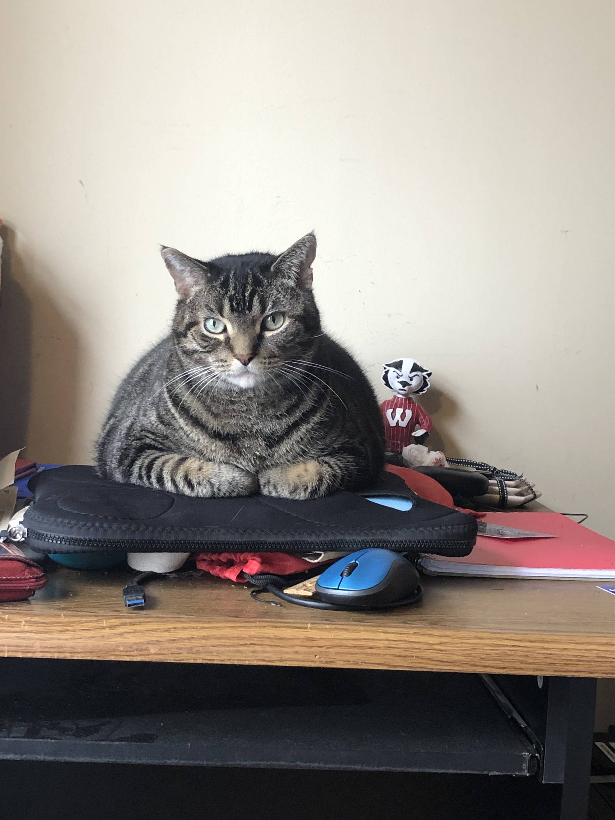 Cat vs laptop in case; cat wins in a landslide | Scrolller