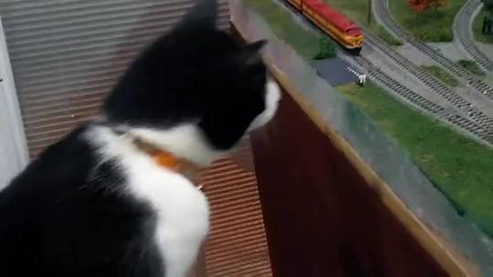 Cat vs. Model Train | Scrolller