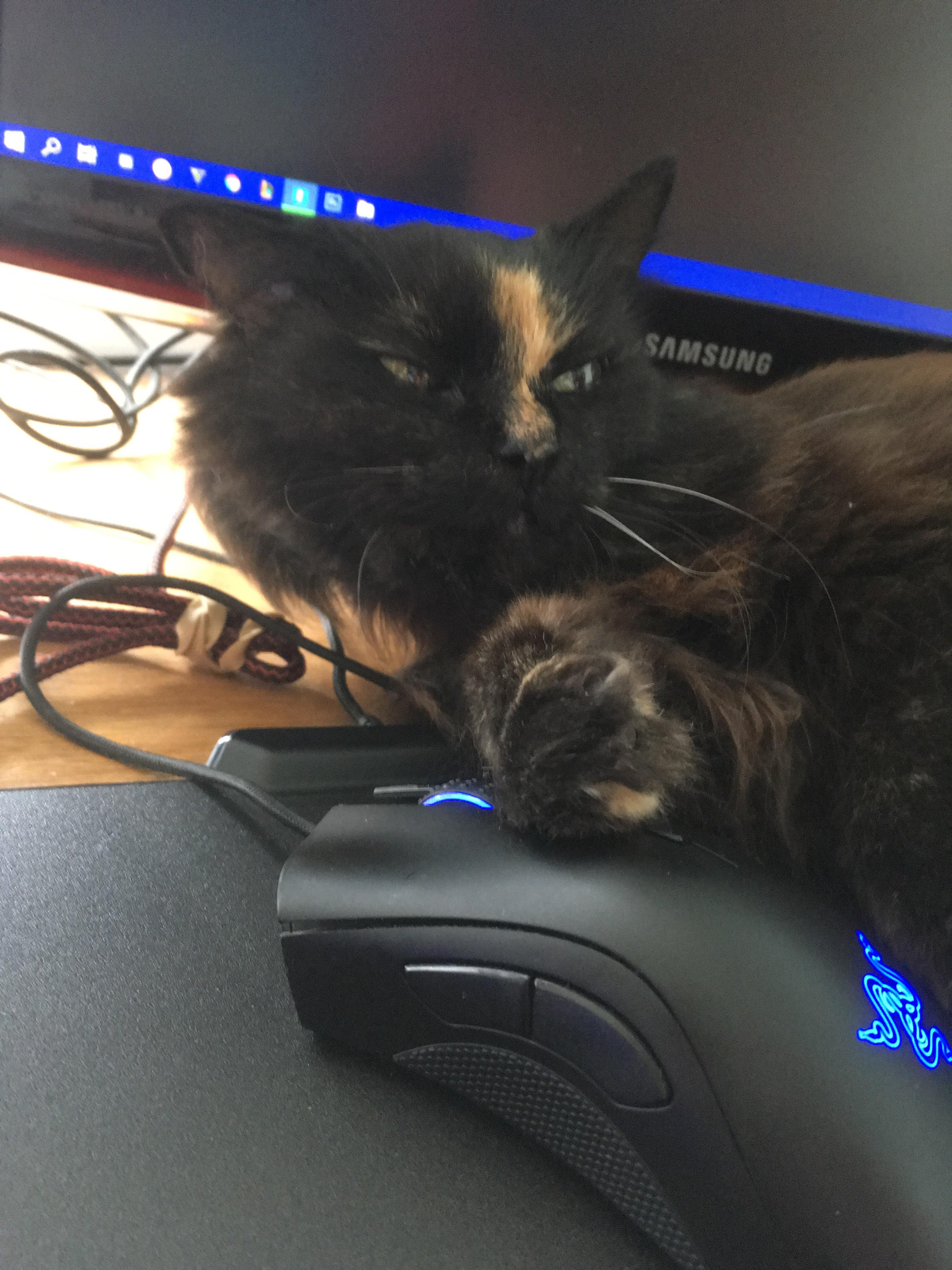 Cat VS Mouse | Scrolller