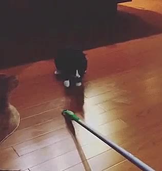 Cat vs. Swiffer Handle (x-post /r/catsvstechnology) | Scrolller