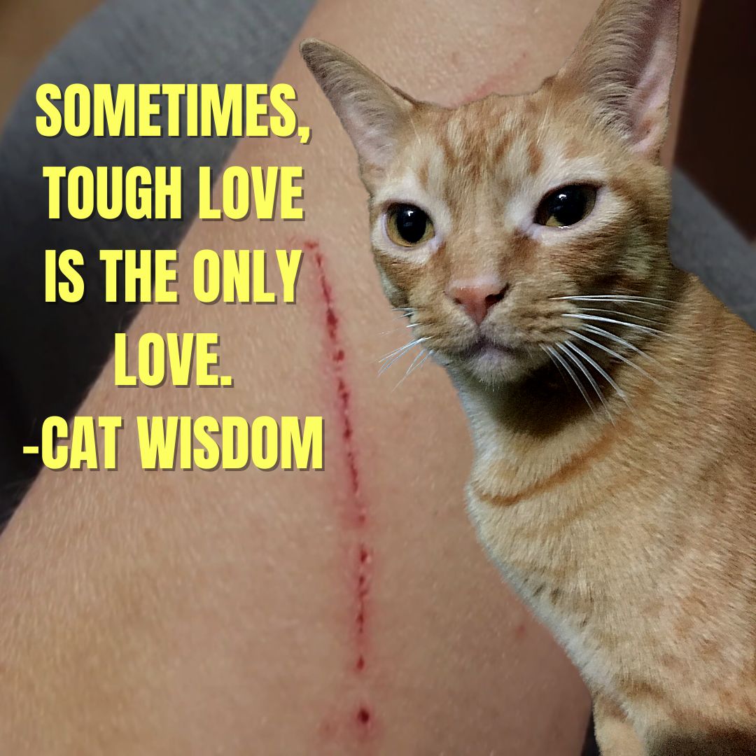 Cat Wisdom #2 | Scrolller