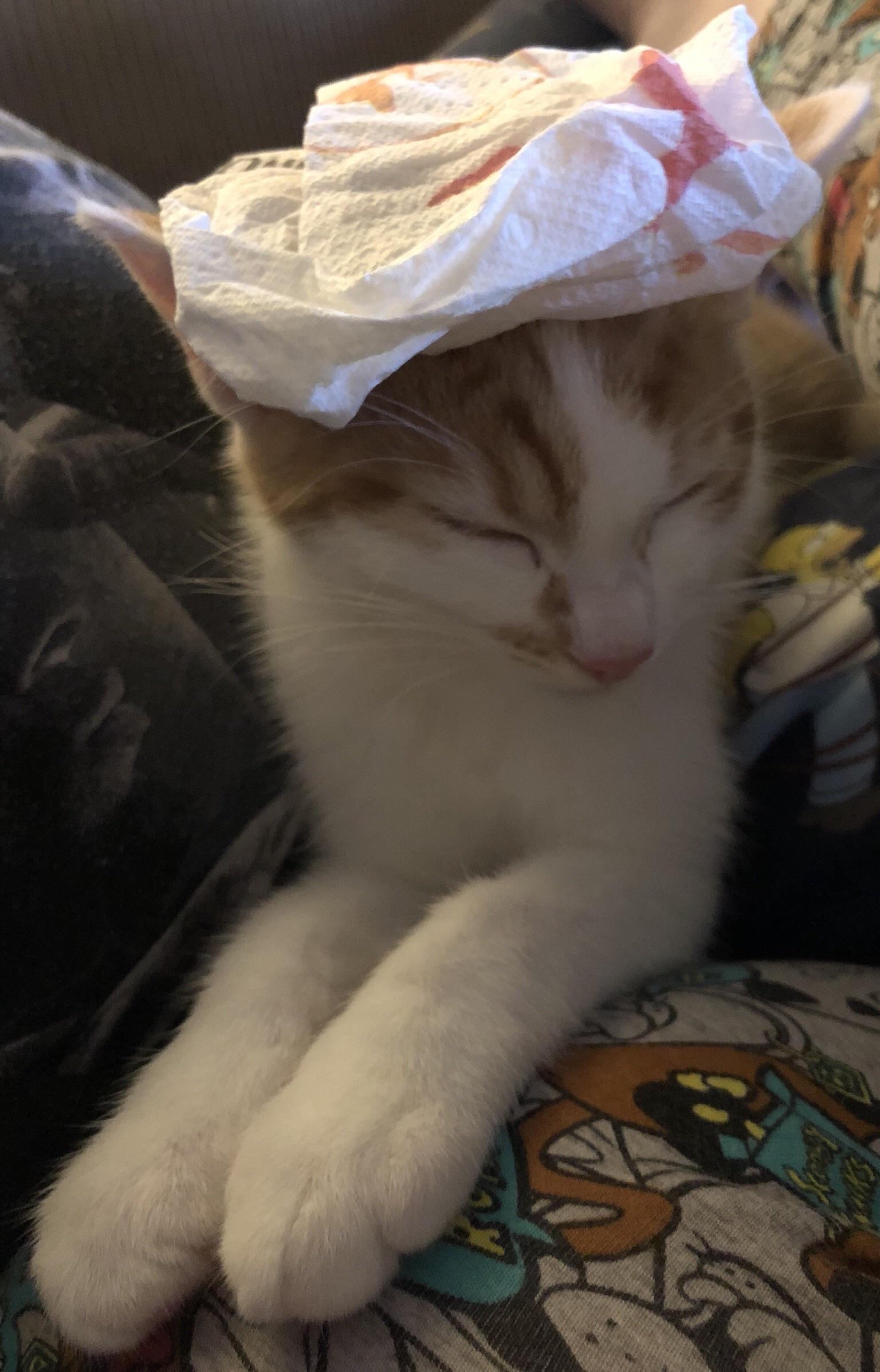 Cat with a tissue hat. | Scrolller