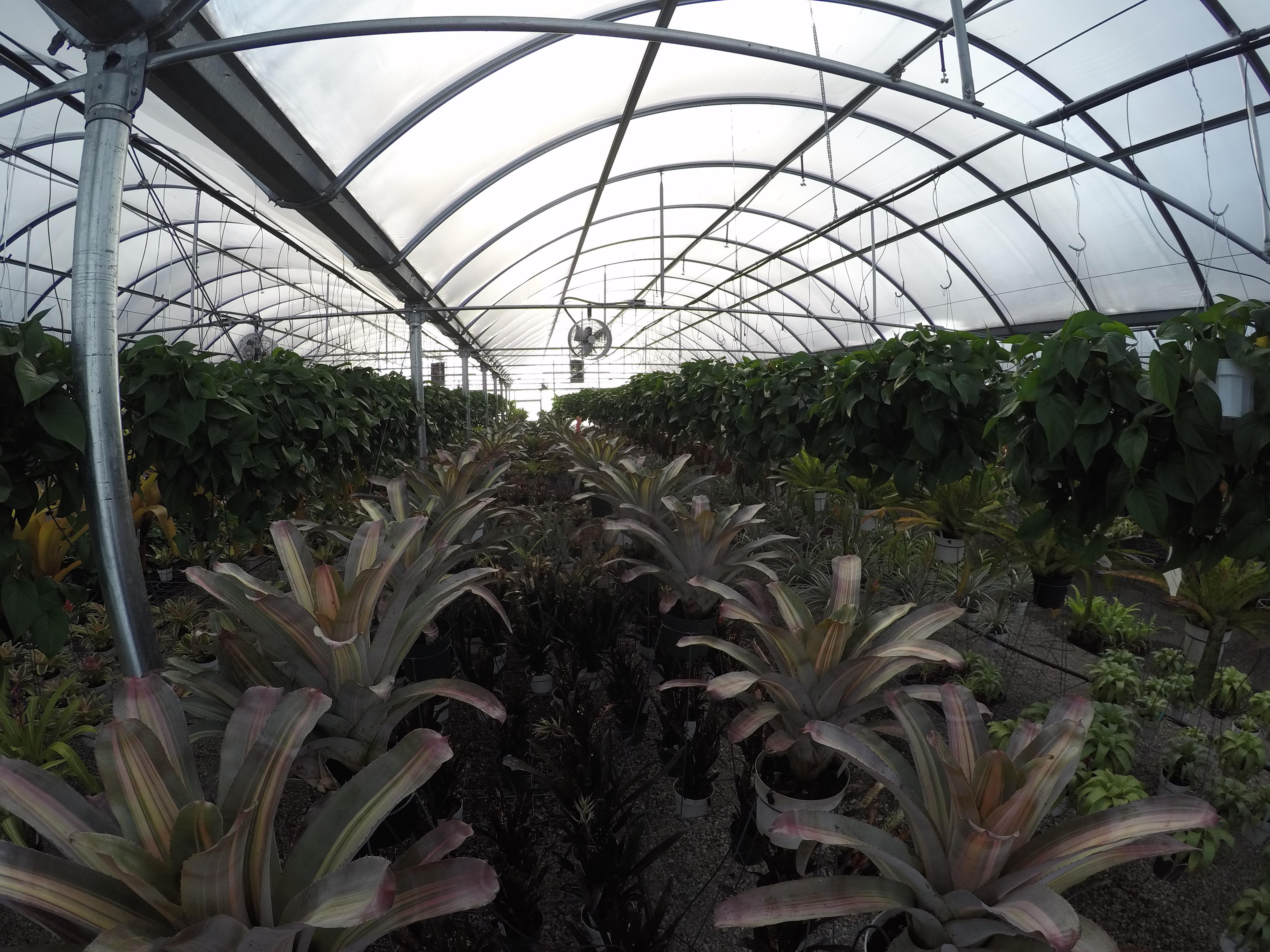 Catch me in the greenhouse | Scrolller