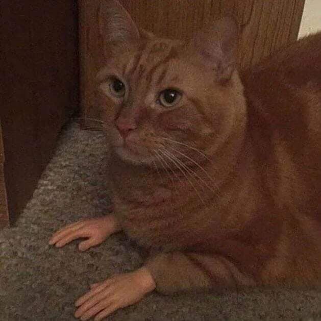 Cats (2019) | Scrolller