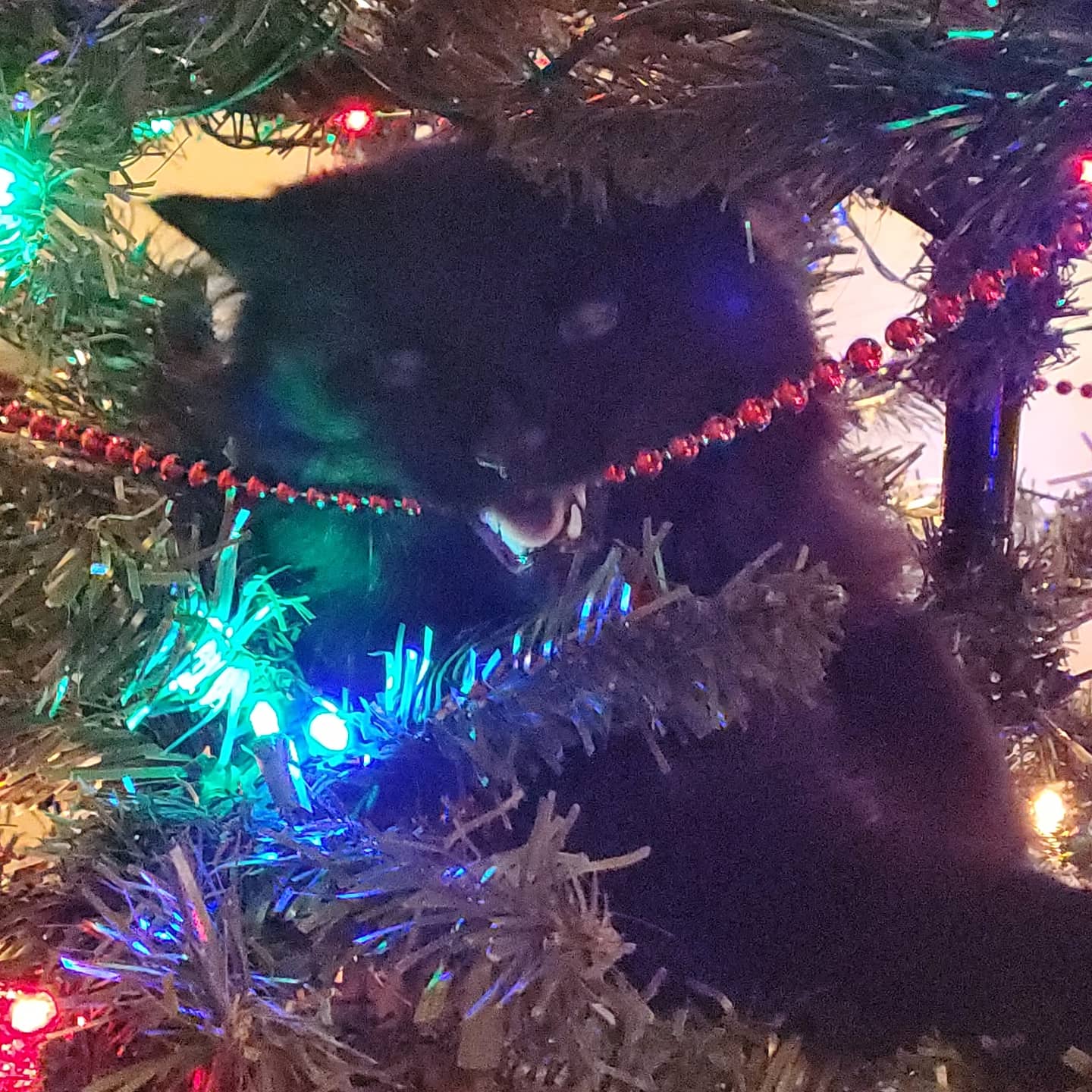 Cats and Christmas trees... amirite? | Scrolller