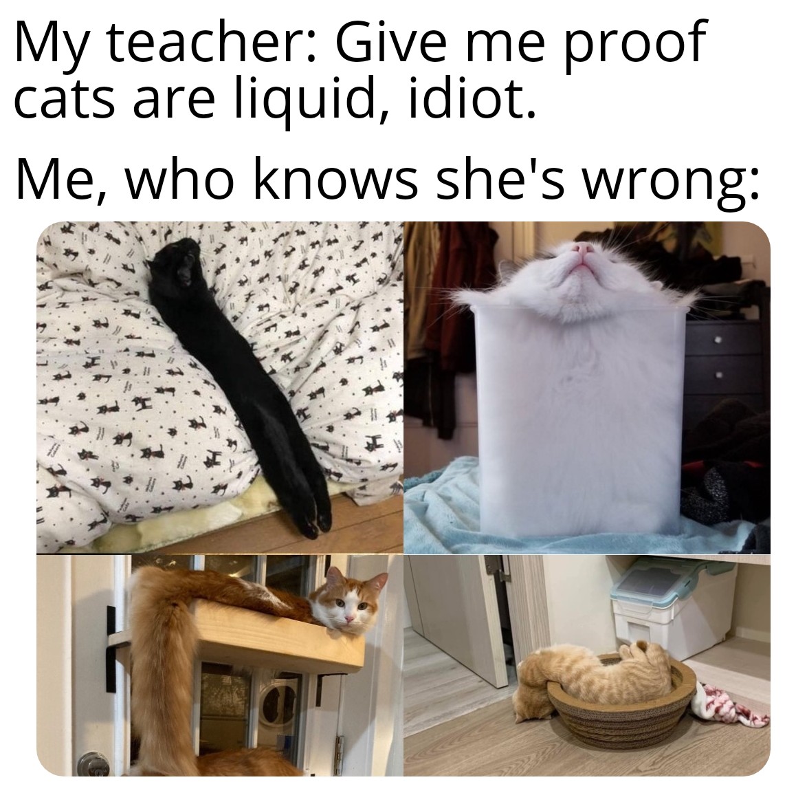 Cats are liquid | Scrolller