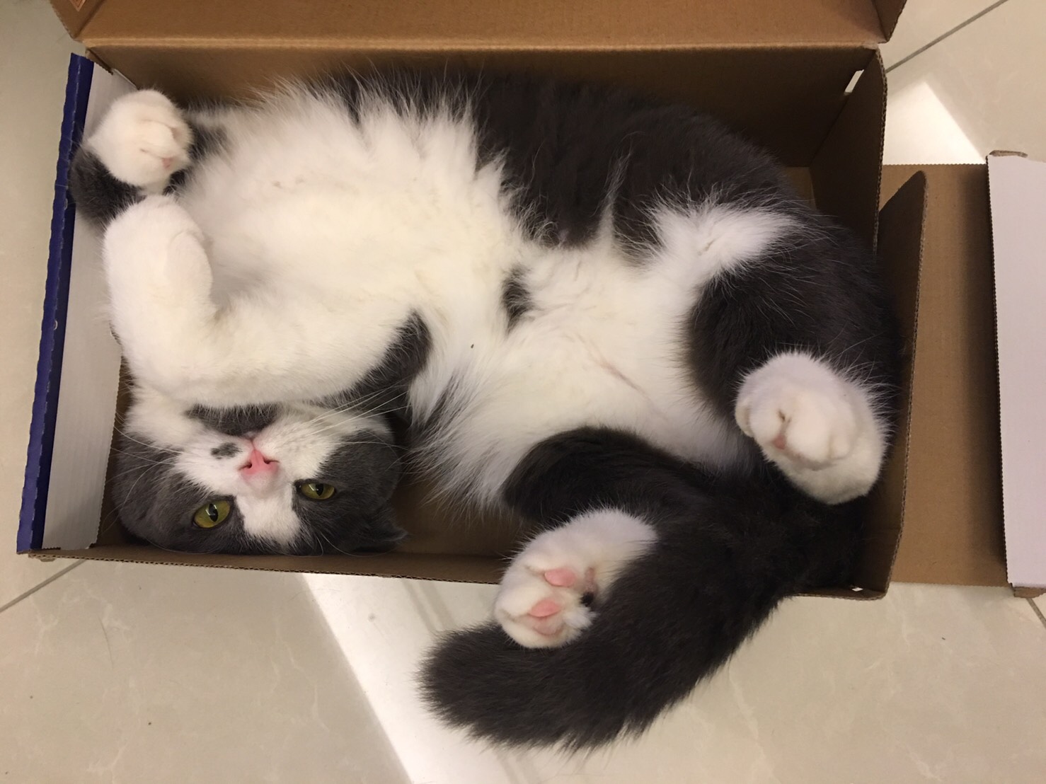 cats are liquid | Scrolller