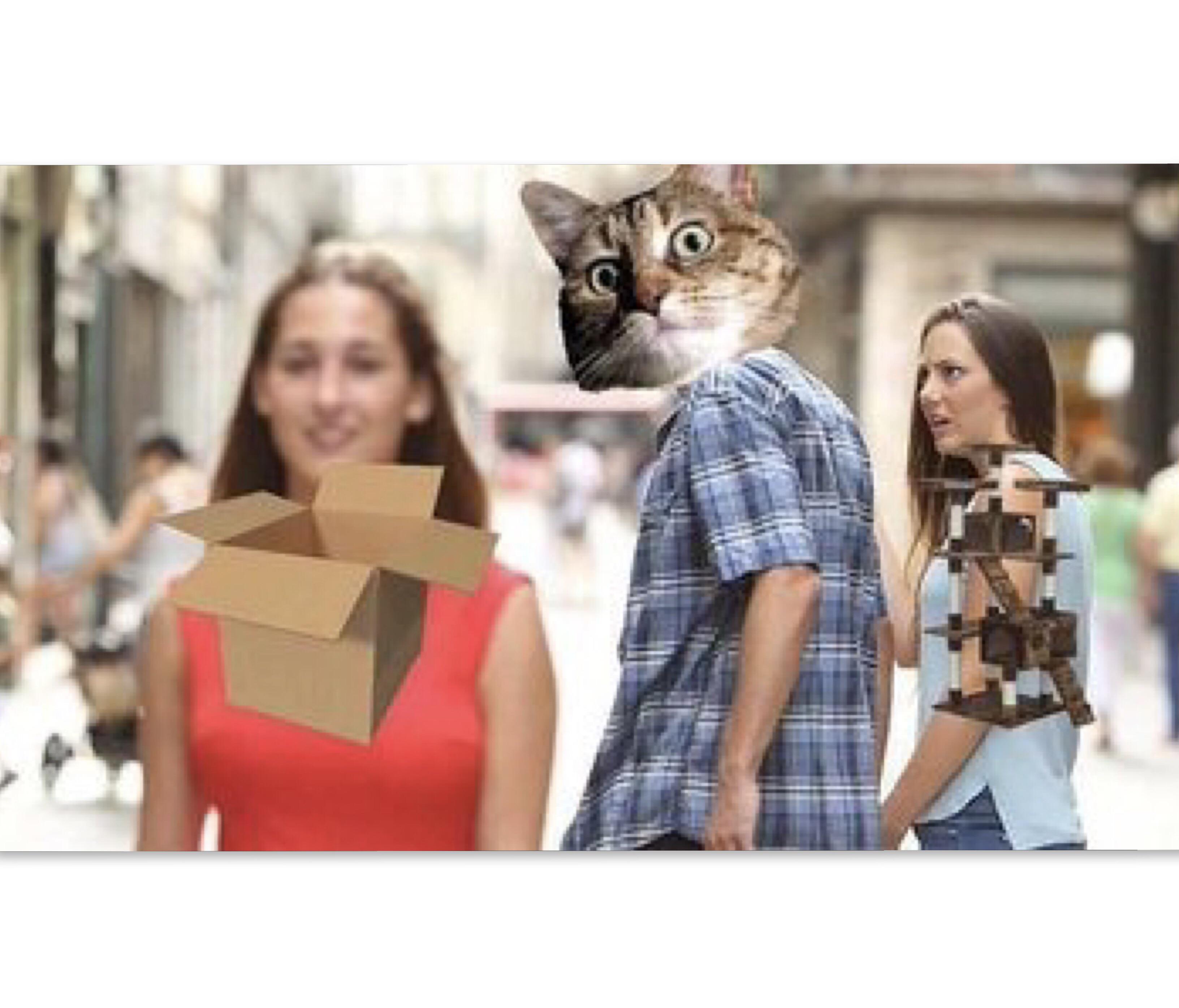 Cats Being Cats Scrolller