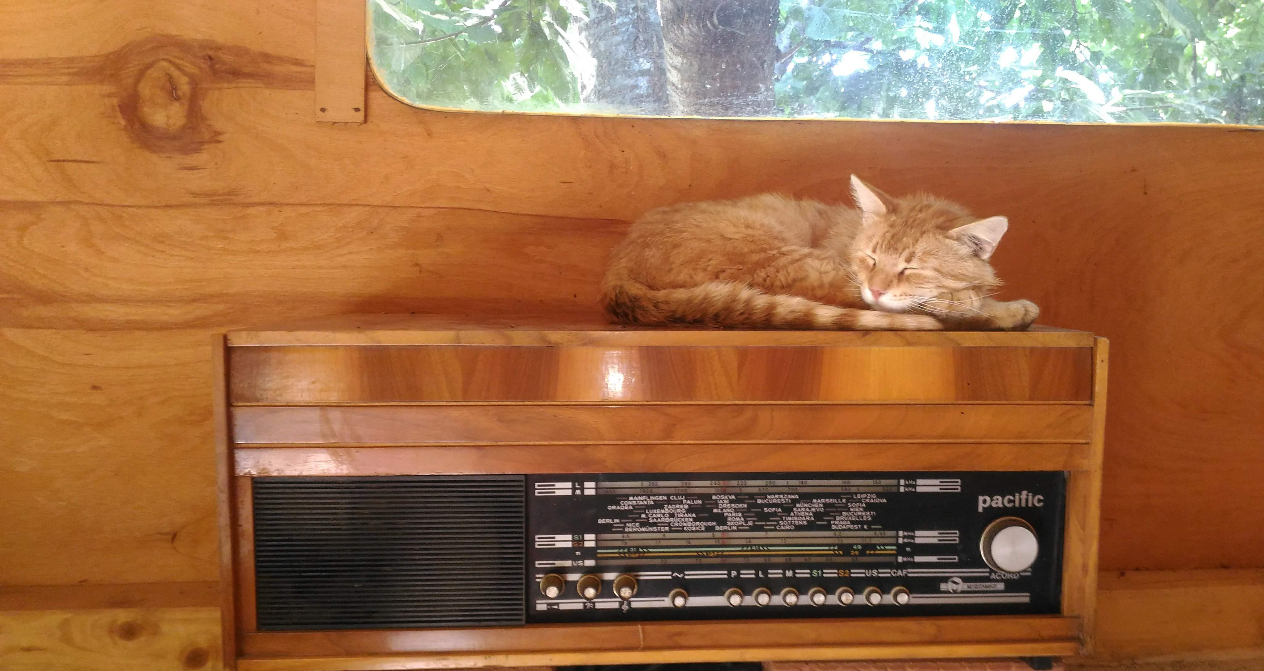 Cat's favorite place to sleep is on family's 50 year old radio; it messes up the signal, but it ...