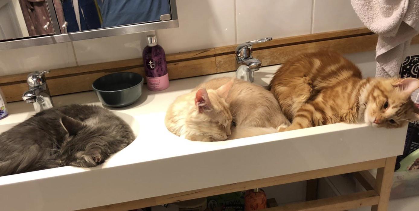 CatS in a Sink | Scrolller