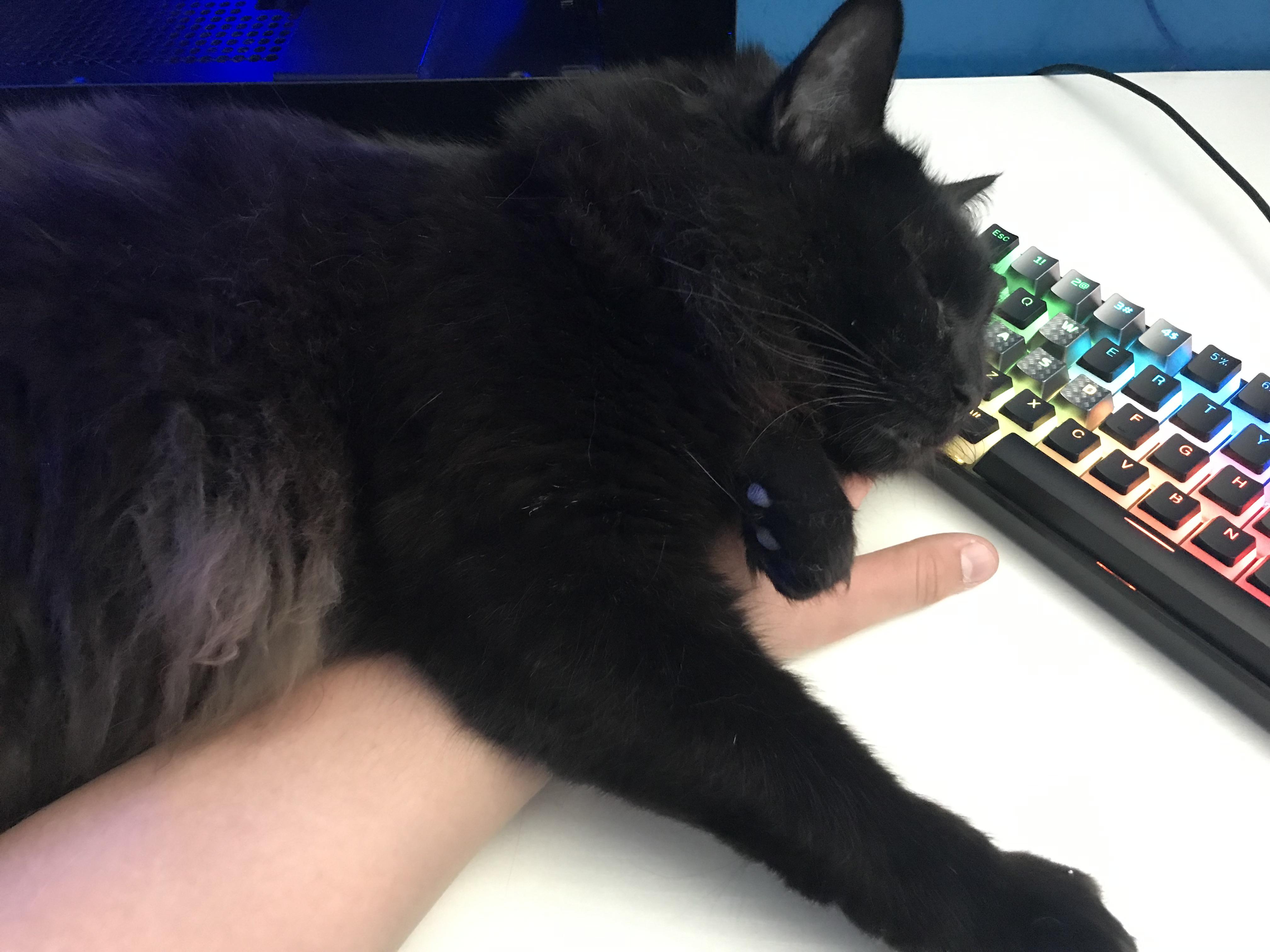 Cats make gaming hard V2 | Scrolller