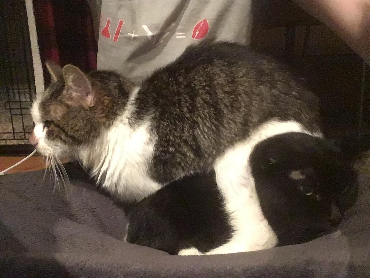 Cats on cats | Scrolller