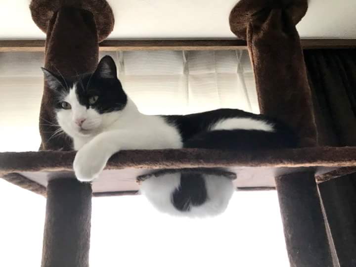 Cats That Look Like They're Made Of Liquid | Scrolller