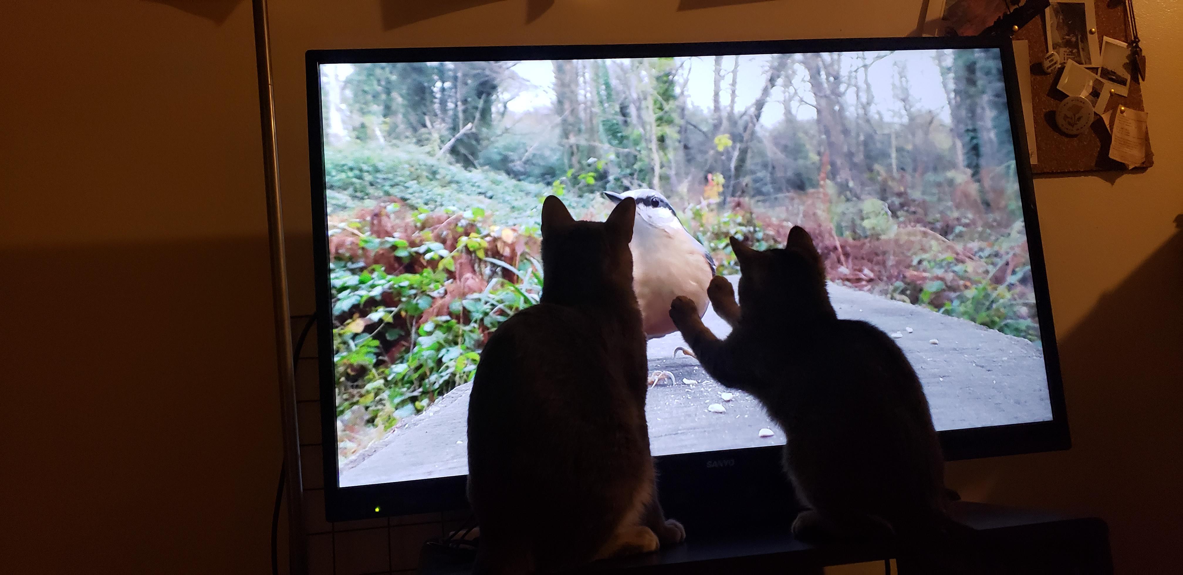 Cats vs tv bird | Scrolller