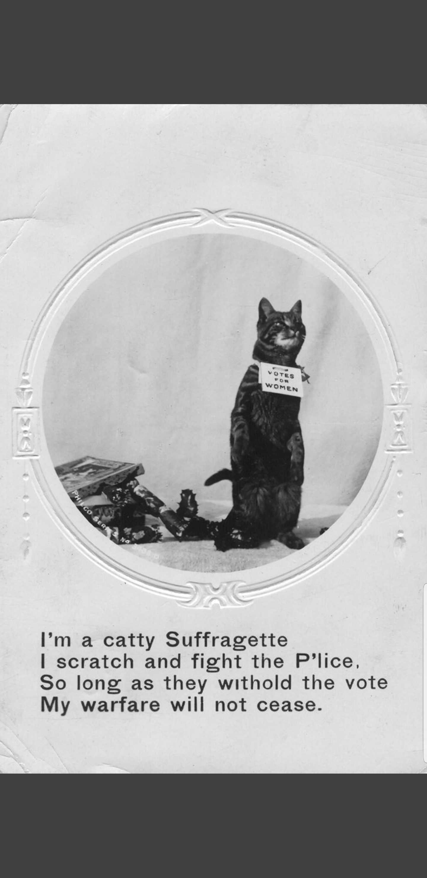 Catty Suffragette | Scrolller