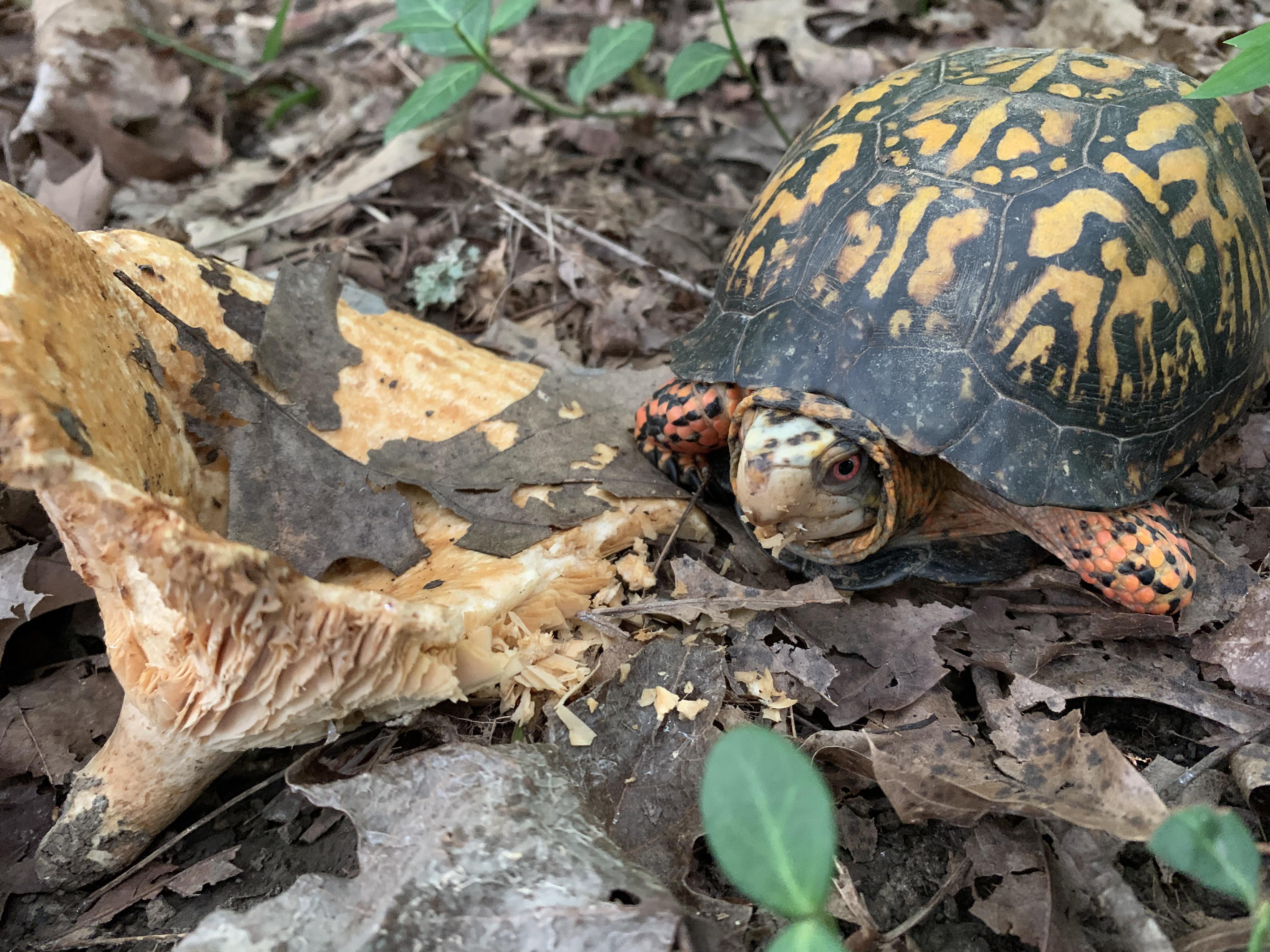 Caught someone absolutely feasting on this milkcap | Scrolller