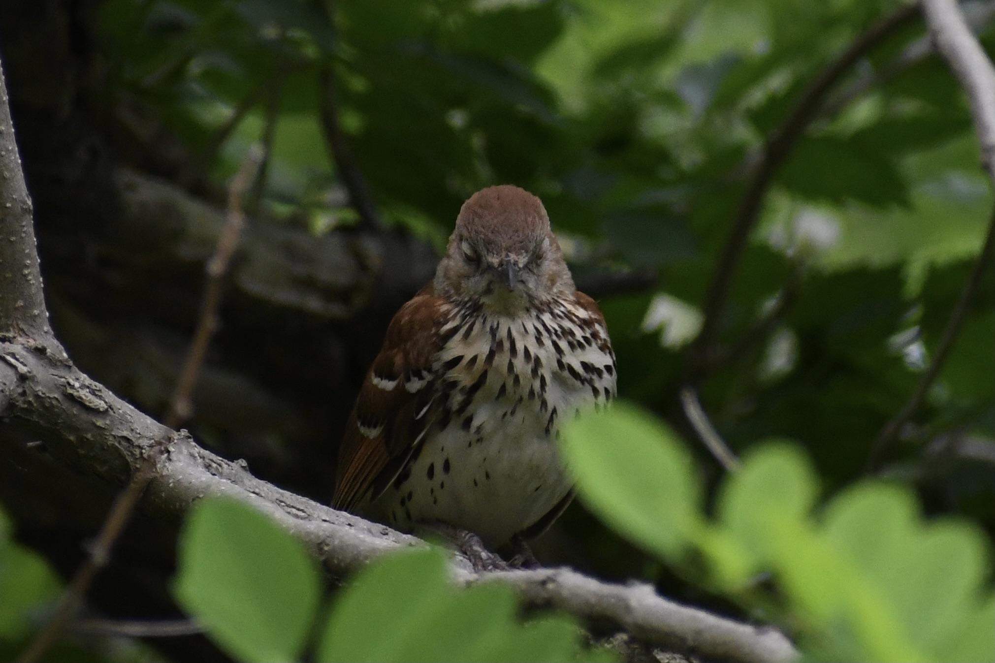 caught this brown thrasher mid-blink | Scrolller caught this brown thrasher mid-blink | Scrolller