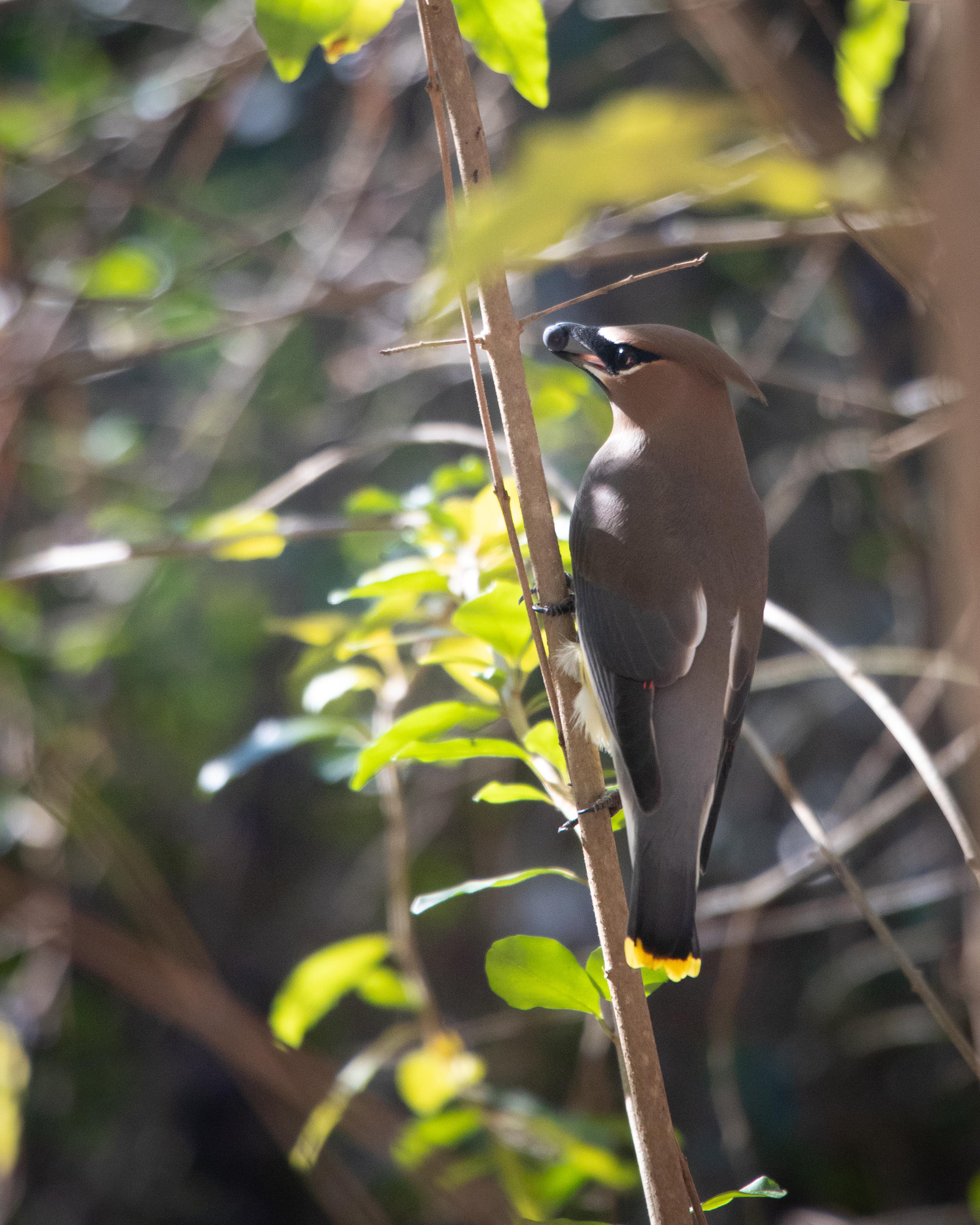 Cedar Waxwing enjoying a privet berry | Scrolller