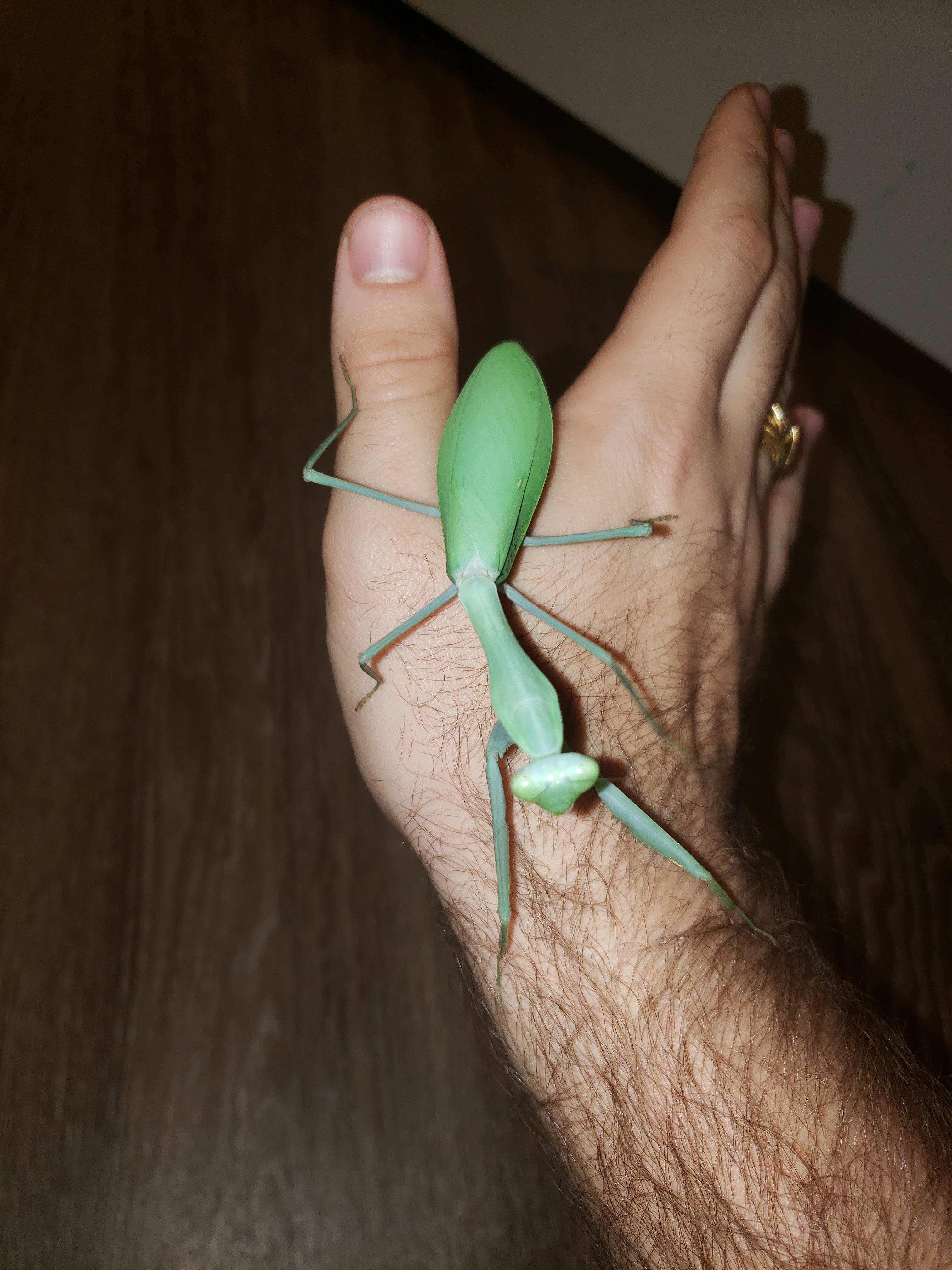 Chadimus Maximus is a big and beautiful bug | Scrolller