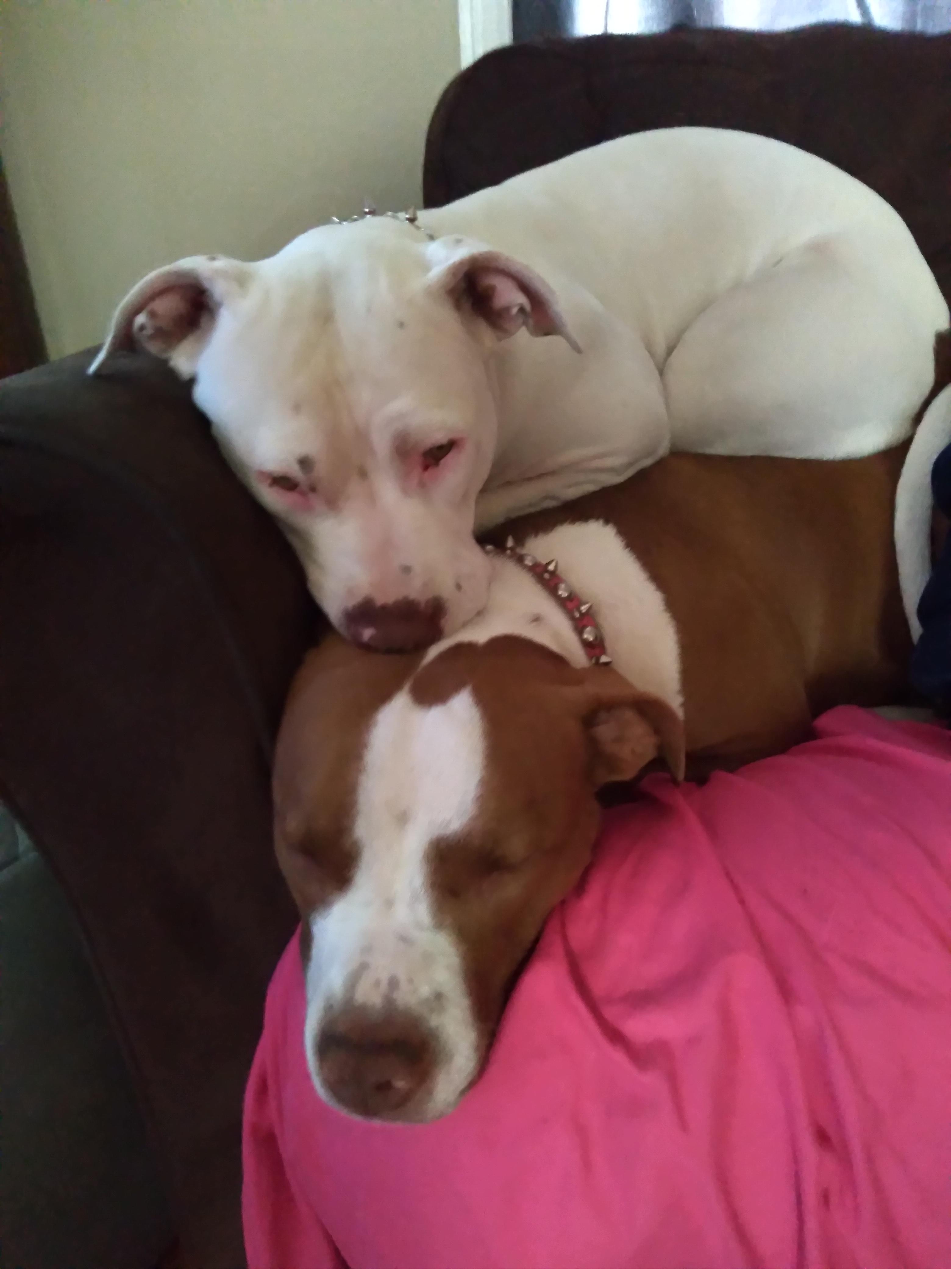 Chance laying on her favorite spot..her big sis Nala | Scrolller