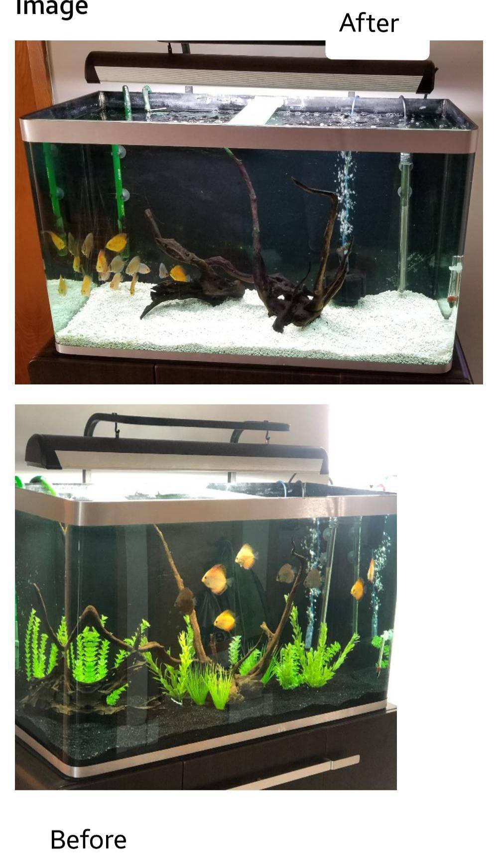 Changed substrate to white gravel | Scrolller